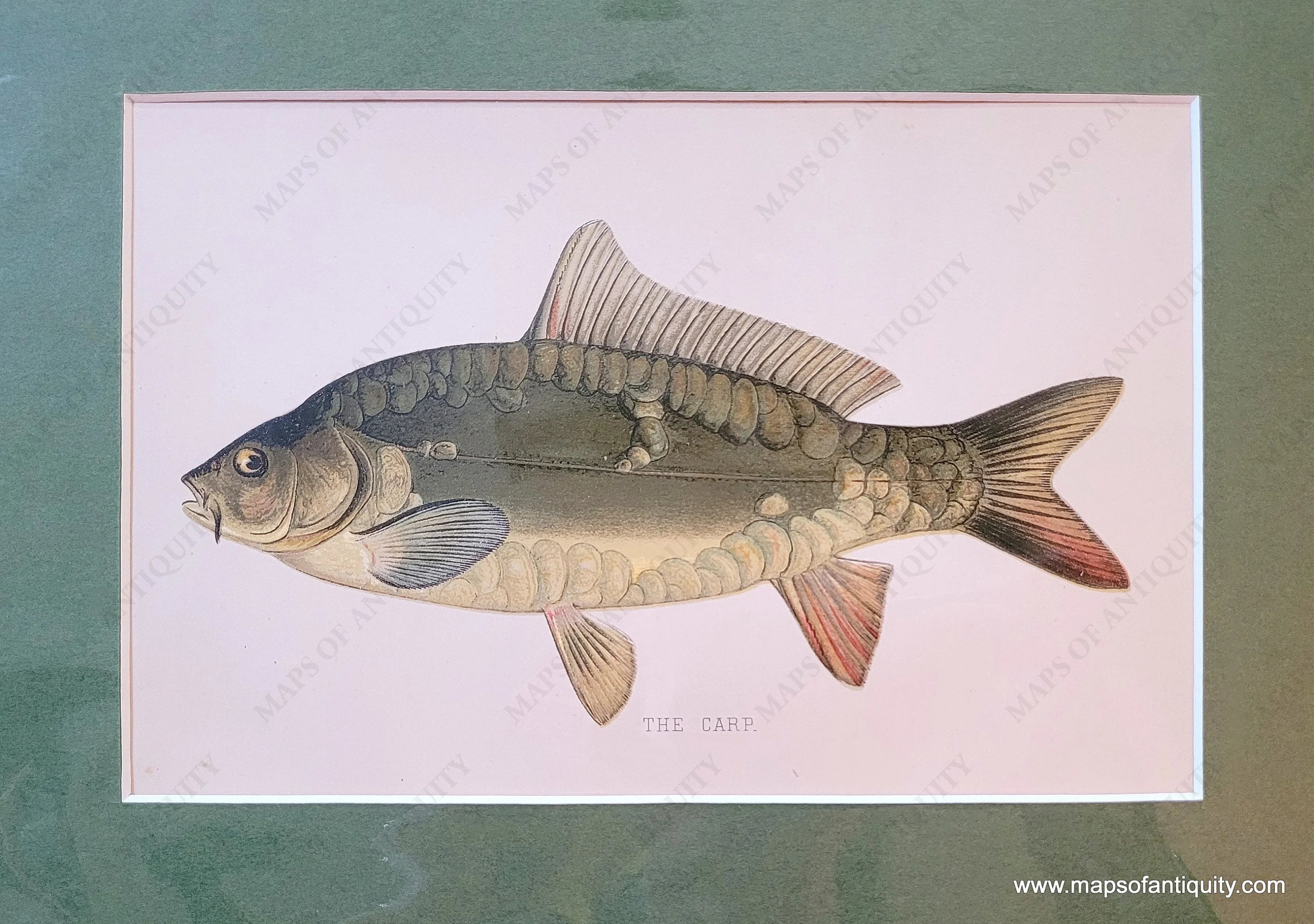 1900 Genuine Antique Fish Print The Carp – Maps of Antiquity