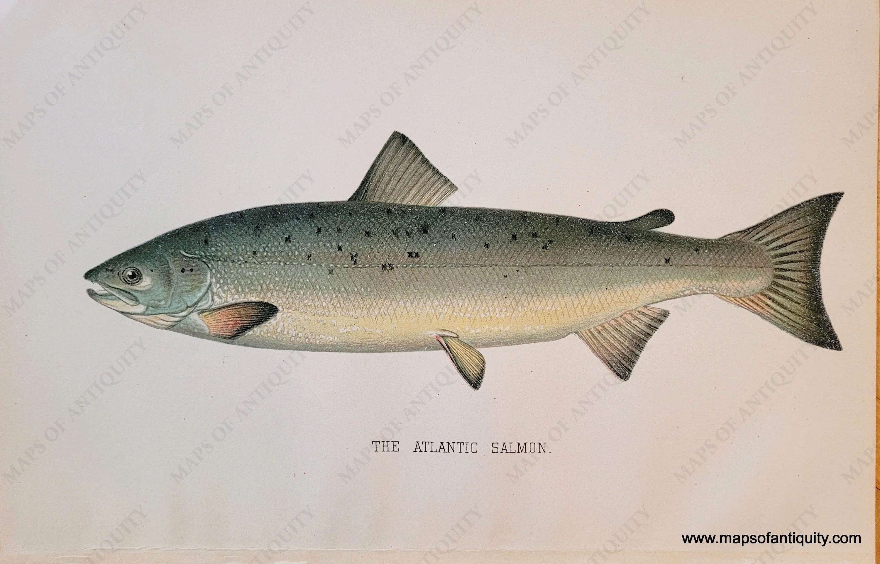 1900 Genuine Antique Fish Print The Atlantic Salmon – Maps of Antiquity