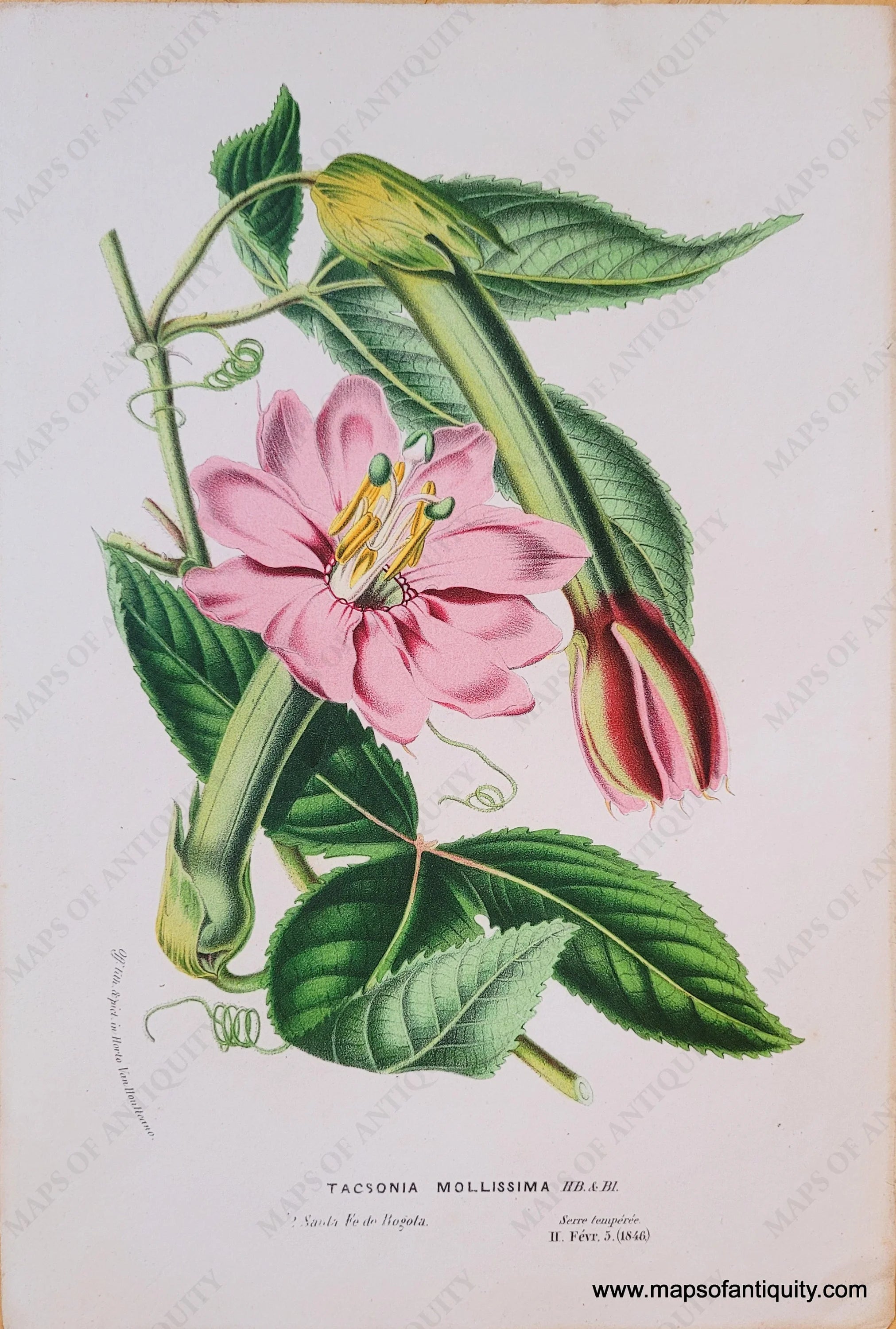 c. 1850 Genuine Antique Chromolithograph Print Tacsonia Mollisima ...
