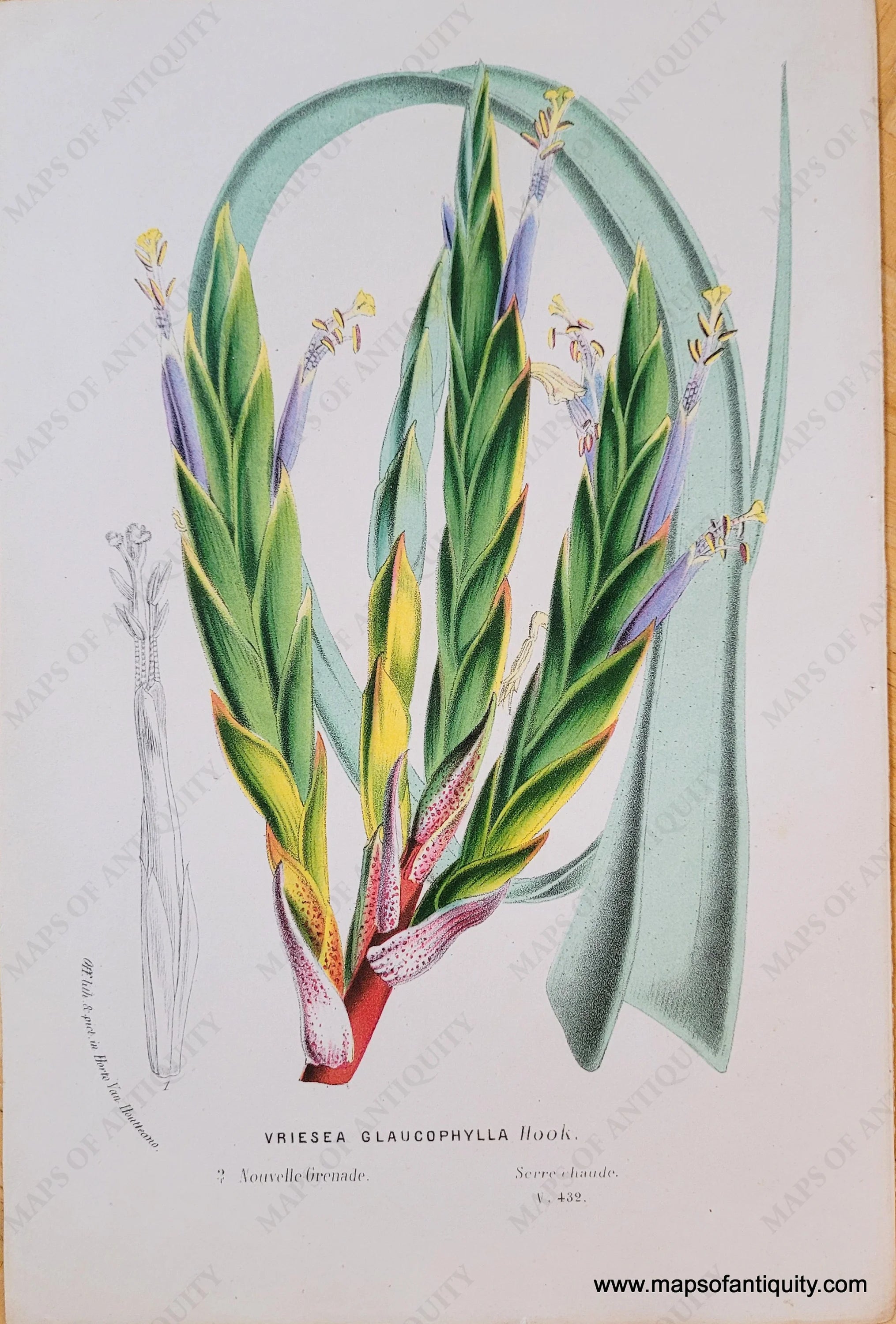 c. 1850 Genuine Antique Chromolithograph Print Vriesea Glaucophylla ...