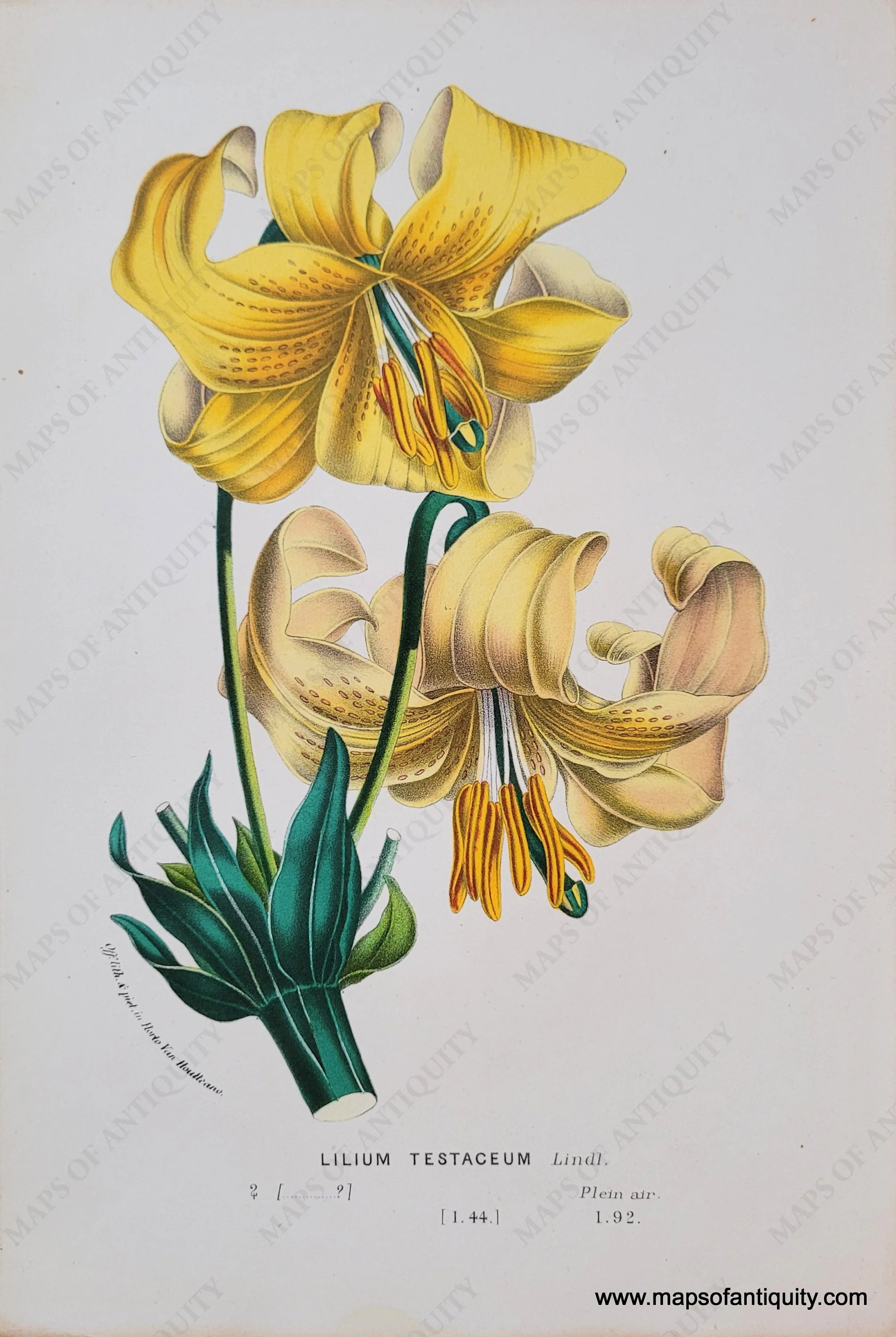 c. 1850 Genuine Antique Chromolithograph Print Lilium Testaceum Lindl ...