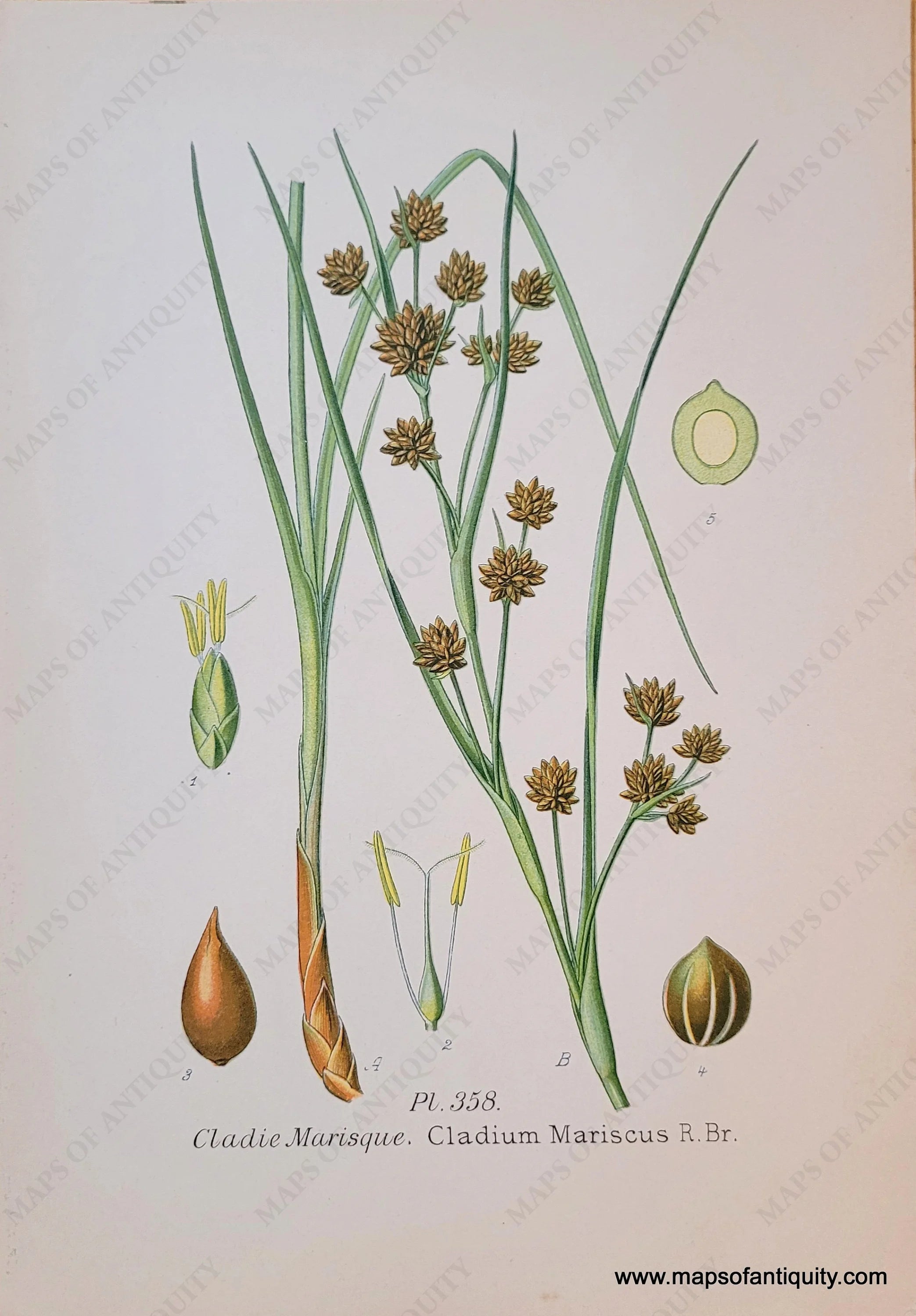 1891 Genuine Antique Chromolithograph Print Cladium Mariscus R.Br ...