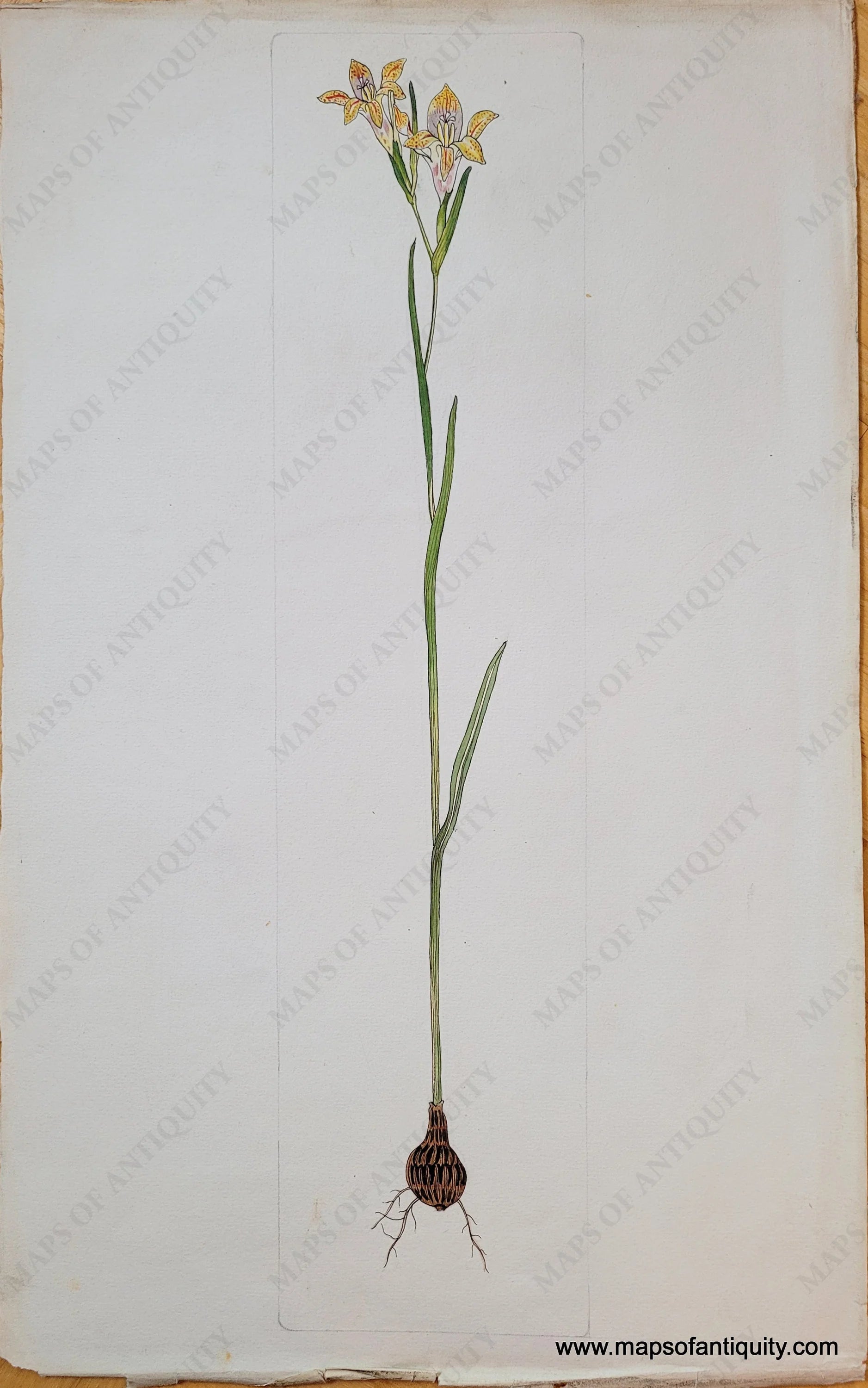 20th century Genuine Antique Hand-Drawn Botanical Illustration Lily ...