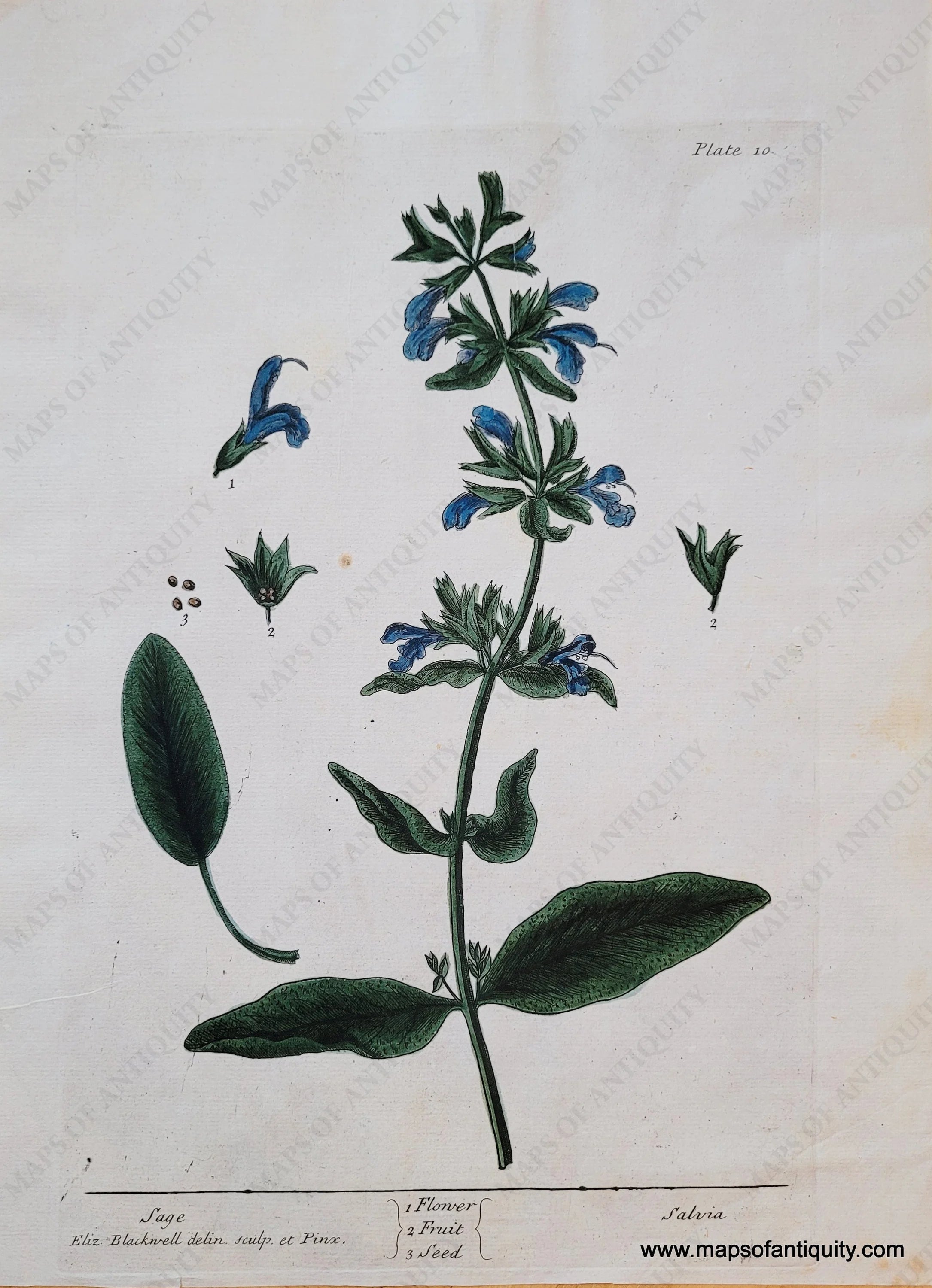 1739 Genuine Antique Copper Plate Print Sage – Maps of Antiquity