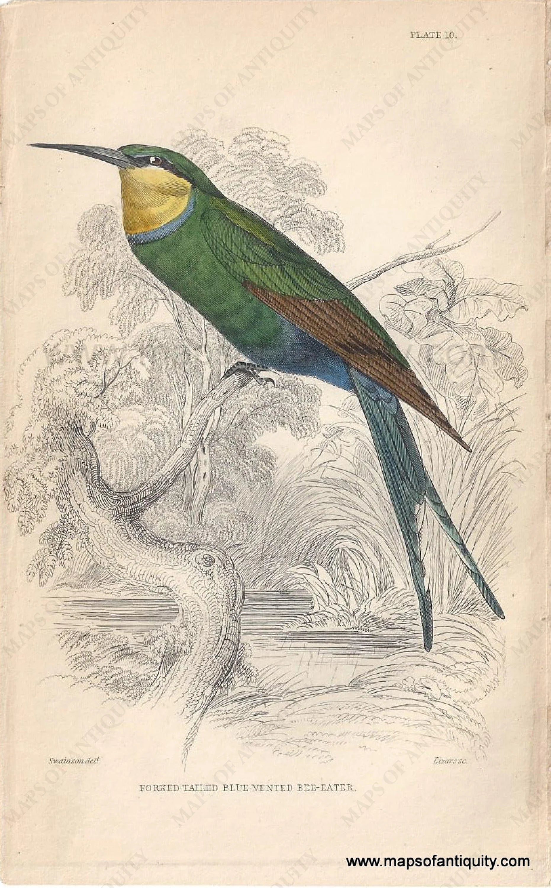 1840 Genuine Antique Print Fork-tailed Blue-vented Bee-eater – Maps of ...