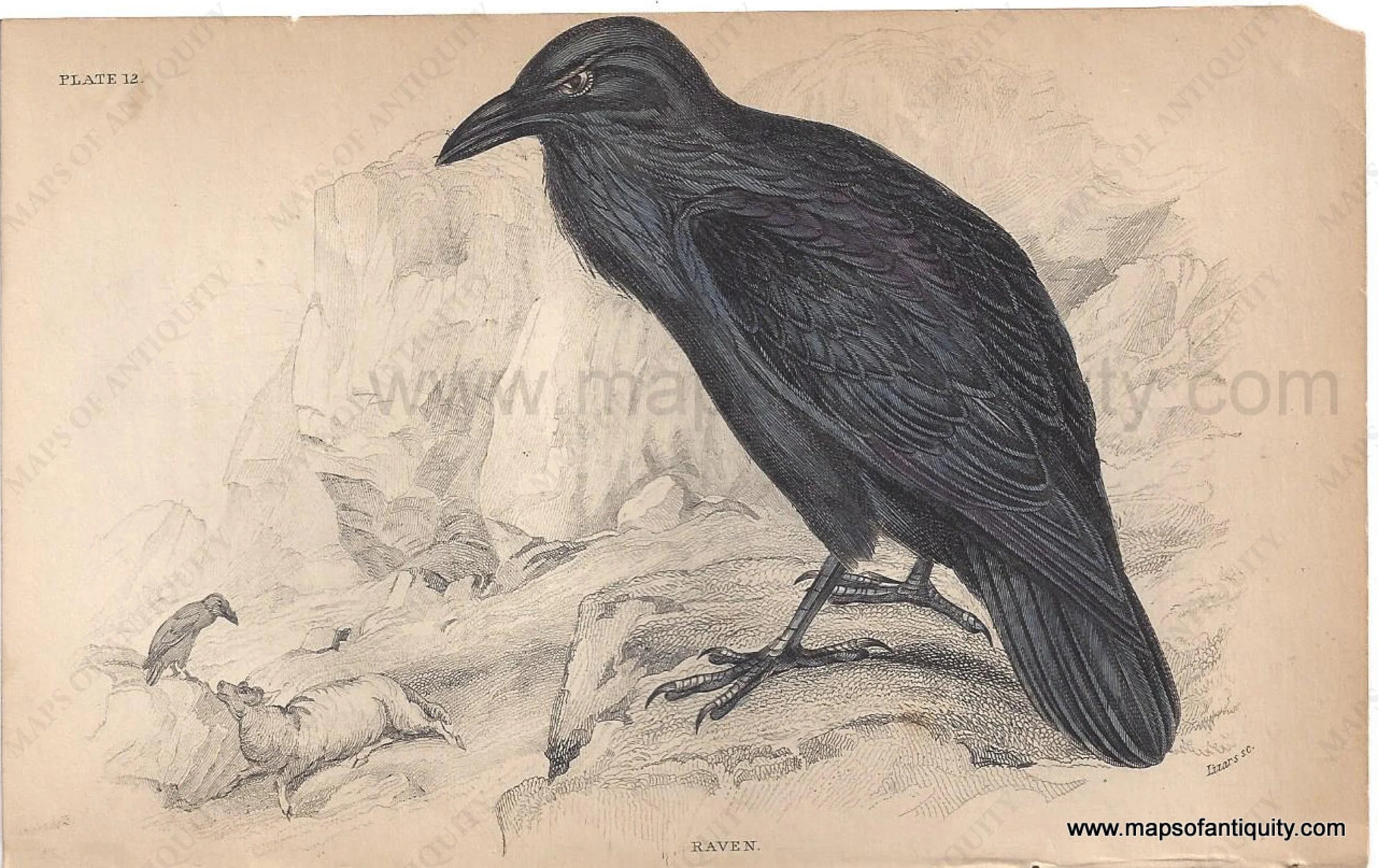 1840 Genuine Antique Print Raven – Maps of Antiquity