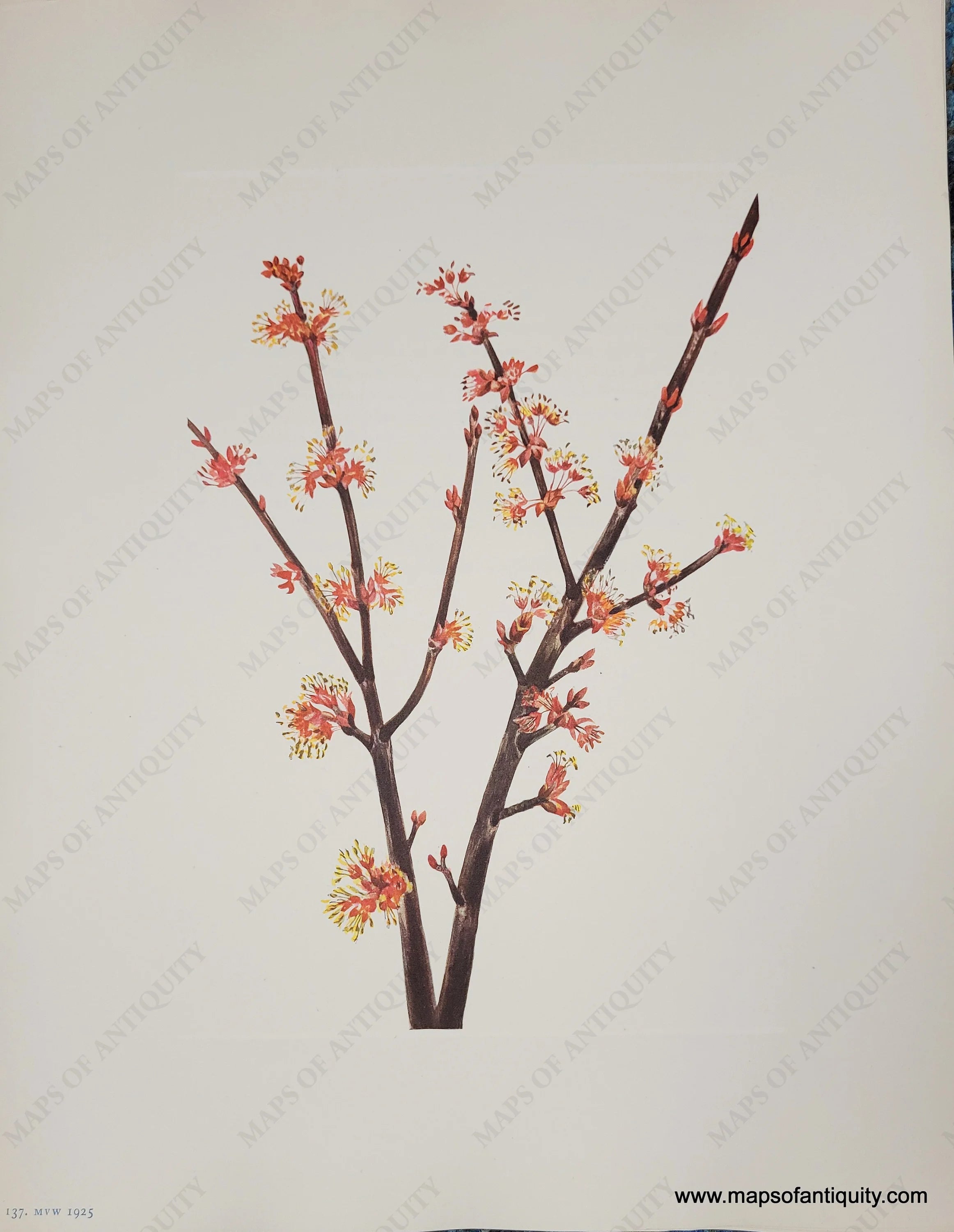 1925 Genuine Antique Botanical Print Red Maple – Maps of Antiquity