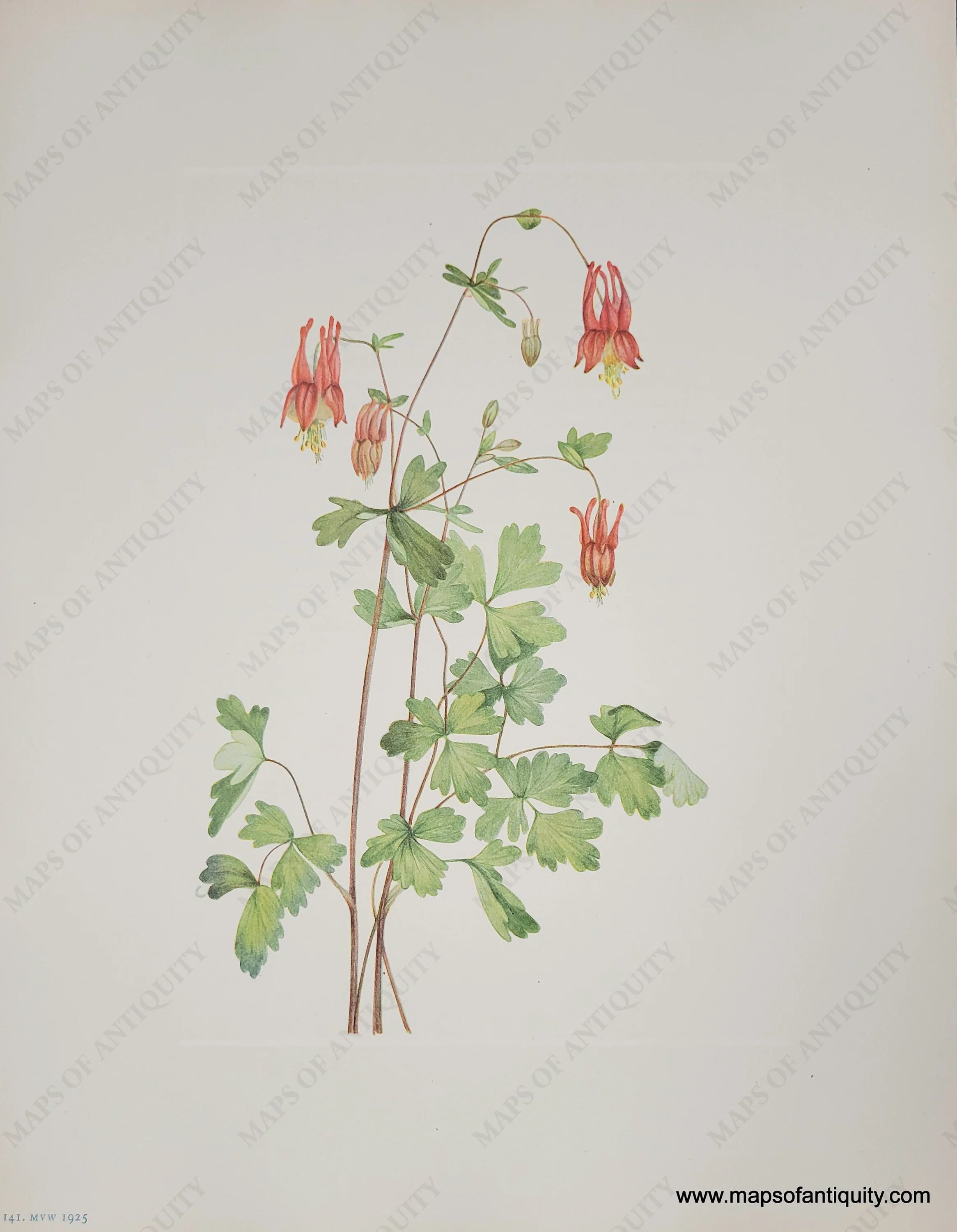 1925 Genuine Antique Botanical Print American Columbine – Maps of Antiquity