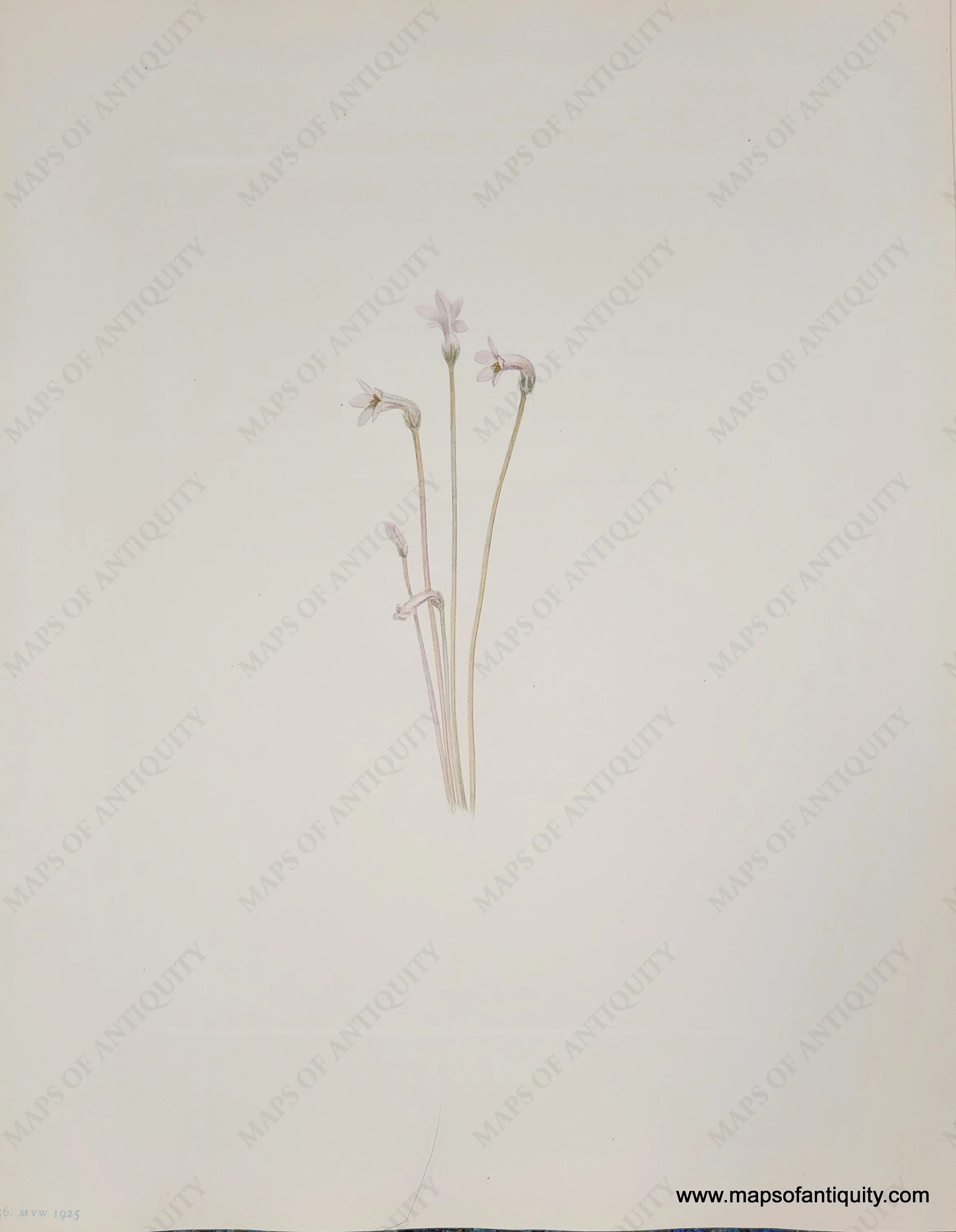 1925 Genuine Antique Botanical Print Ghostpipe – Maps of Antiquity