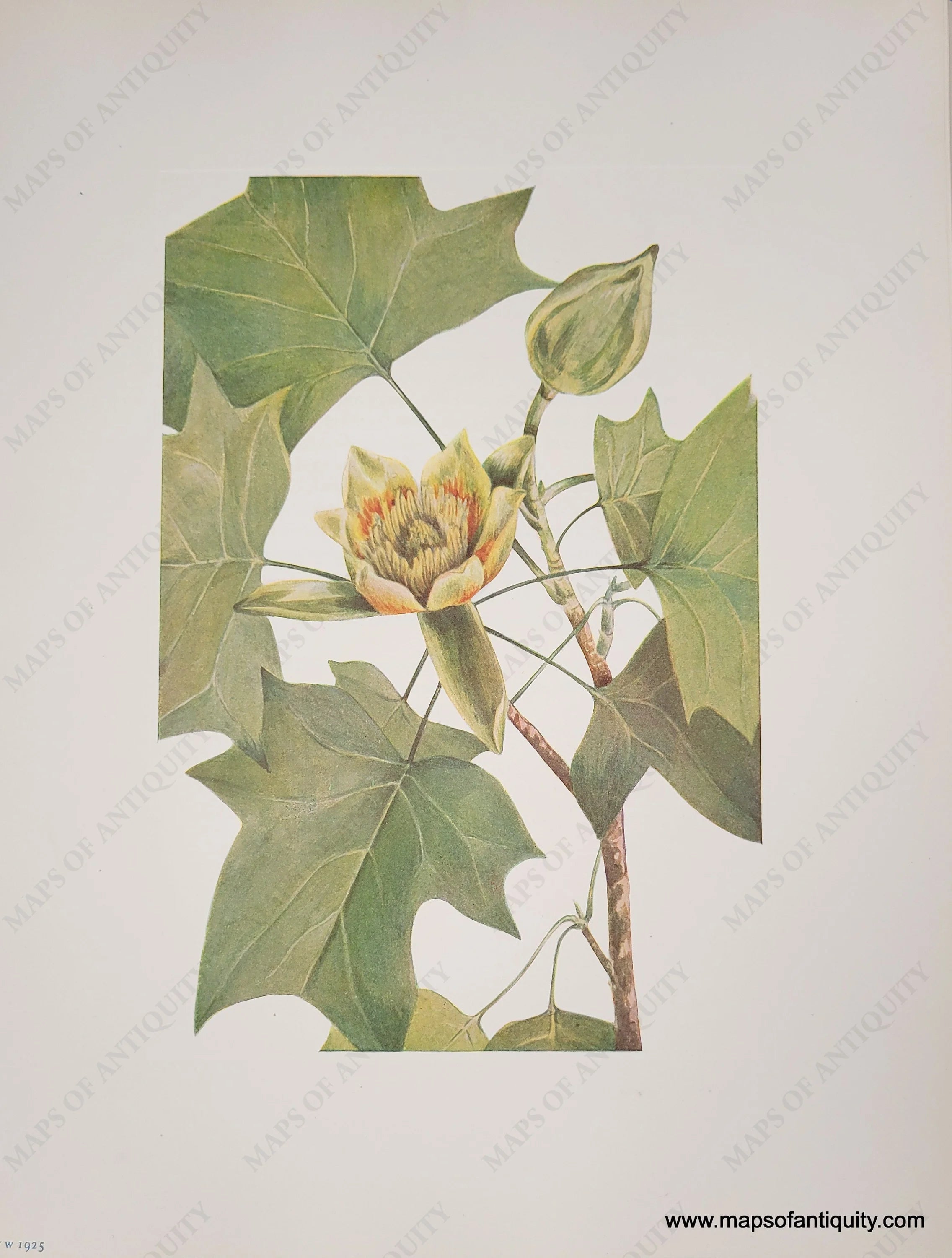 1925 Genuine Antique Botanical Print Tuliptree – Maps of Antiquity