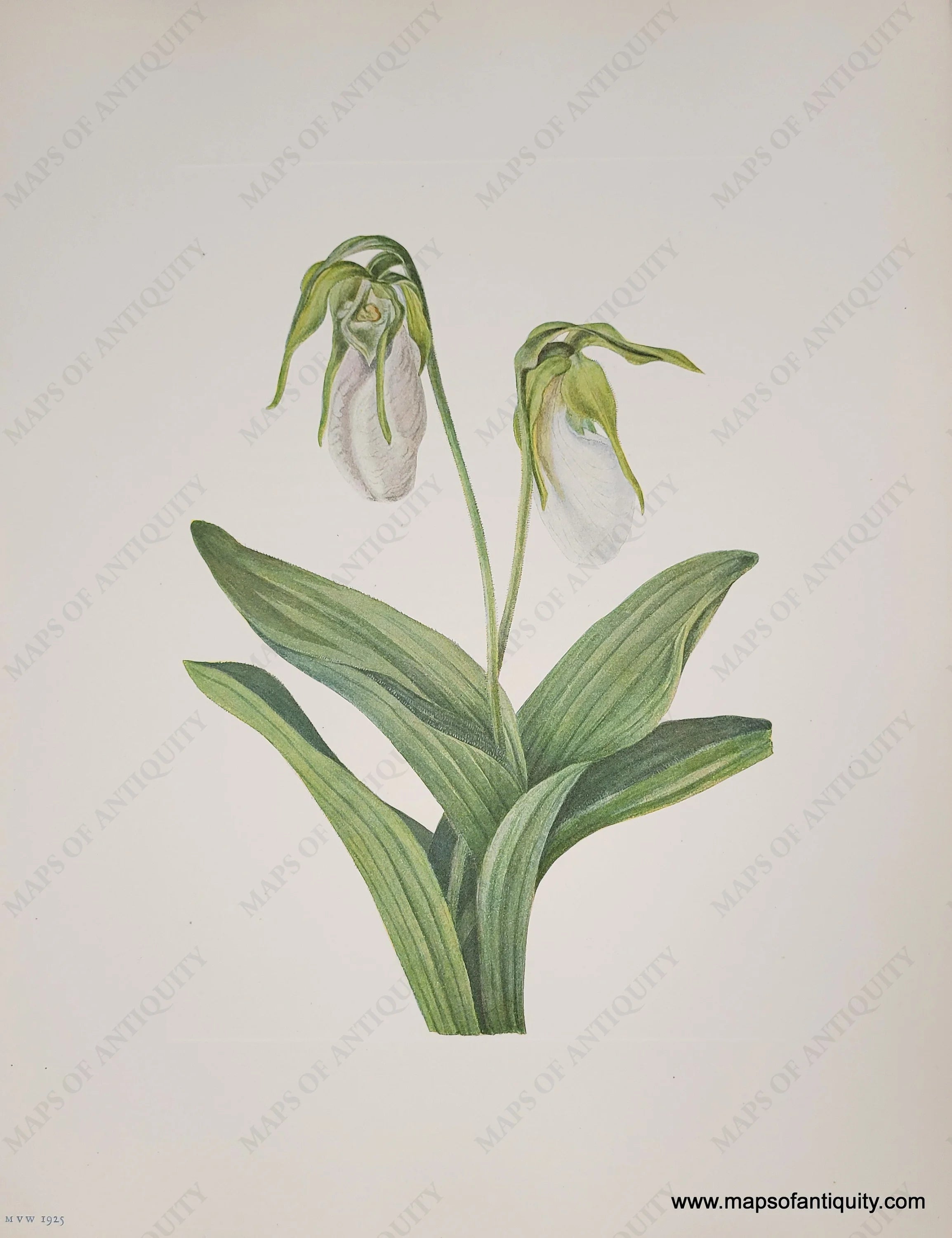 1925 Genuine Antique Botanical Print Pale Ladyslipper – Maps of Antiquity