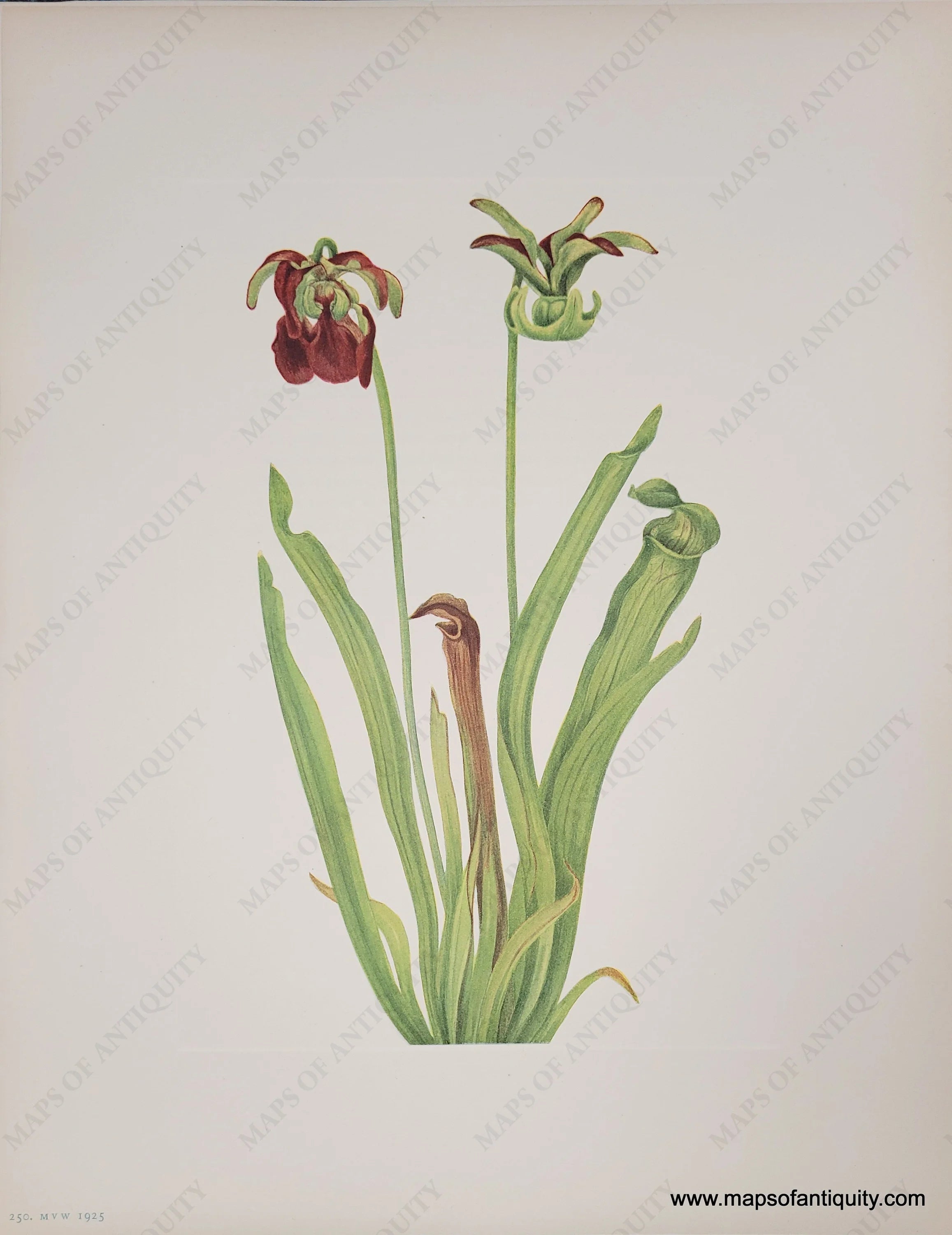 1925 Genuine Antique Botanical Print Sweet Pitcherplant – Maps of Antiquity