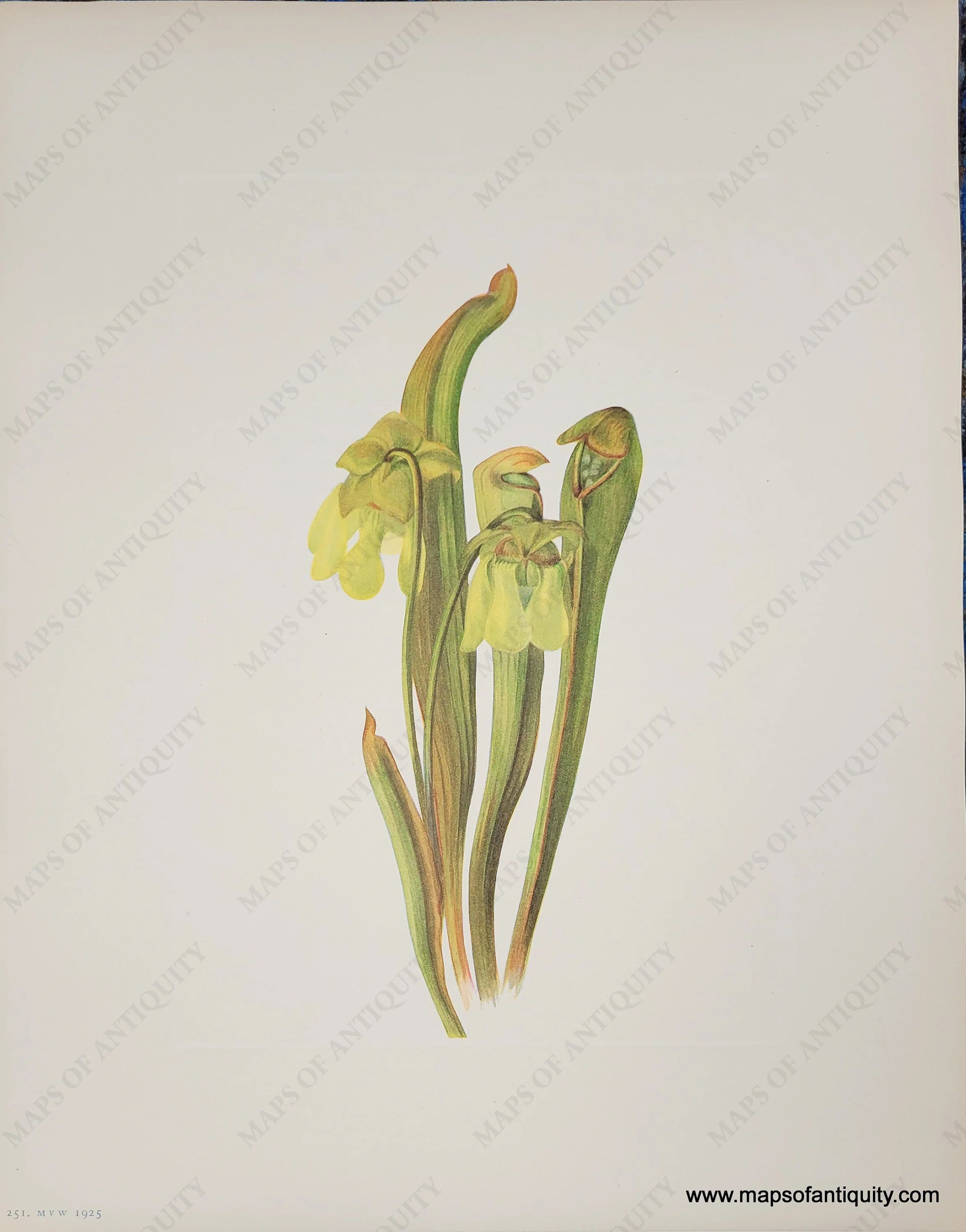 1925 Genuine Antique Botanical Print Hooded Pitcherplant – Maps of ...