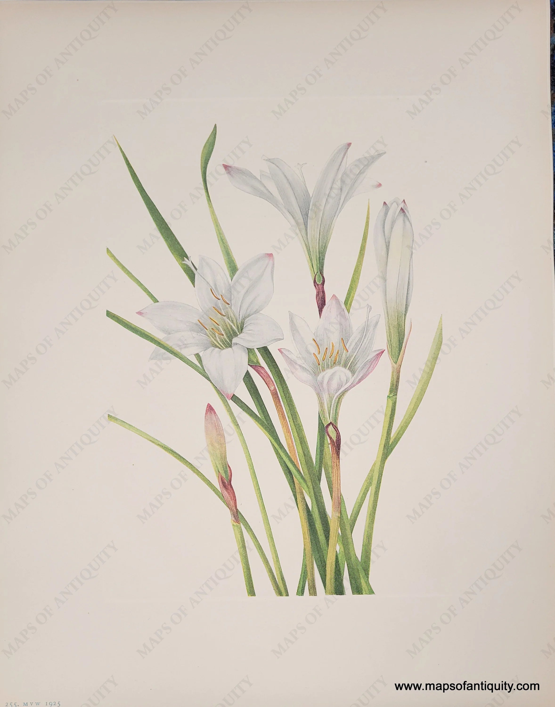 1925 Genuine Antique Botanical Print Atamasco-lily – Maps of Antiquity