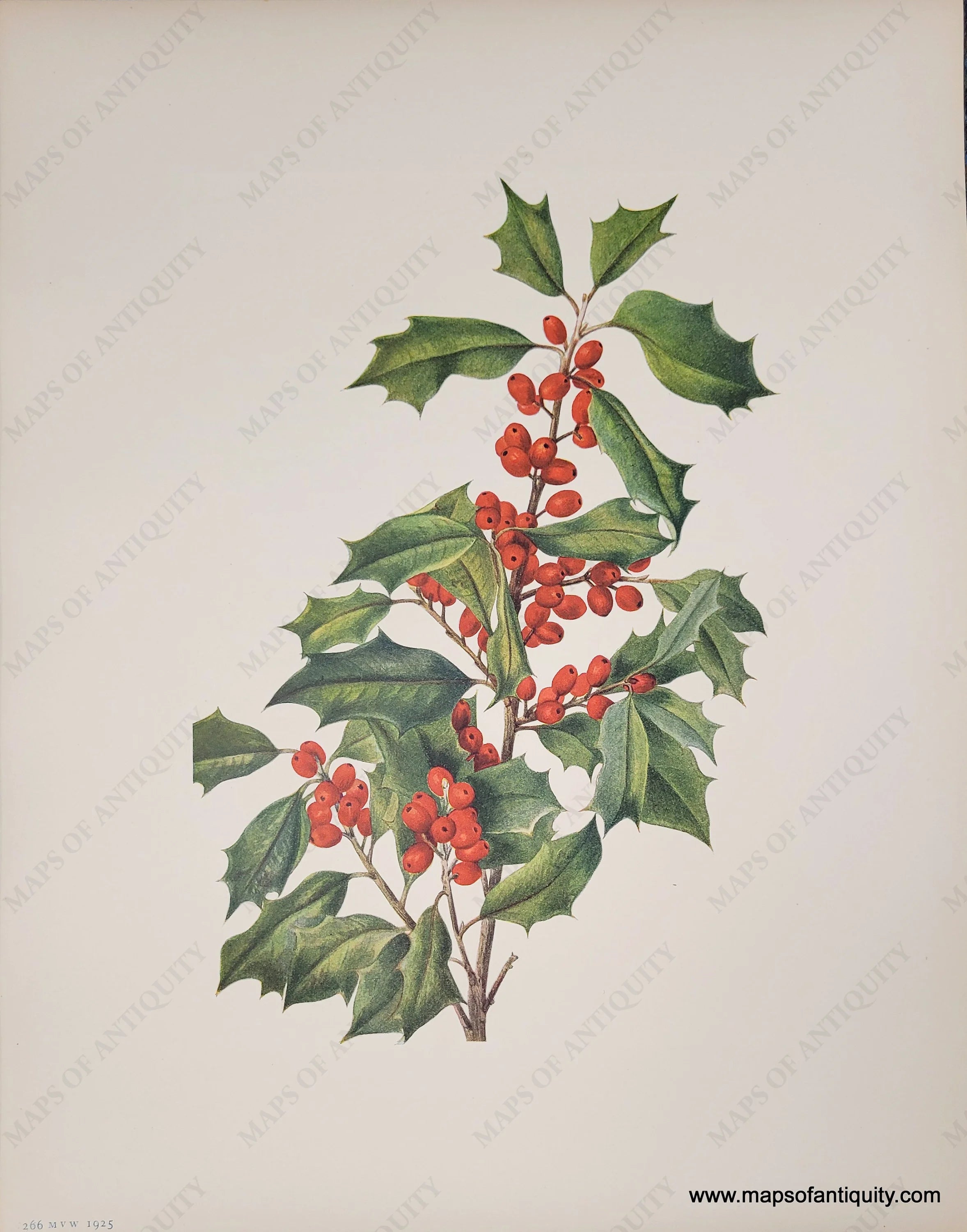 1925 Genuine Antique Botanical Print American Holly – Maps of Antiquity