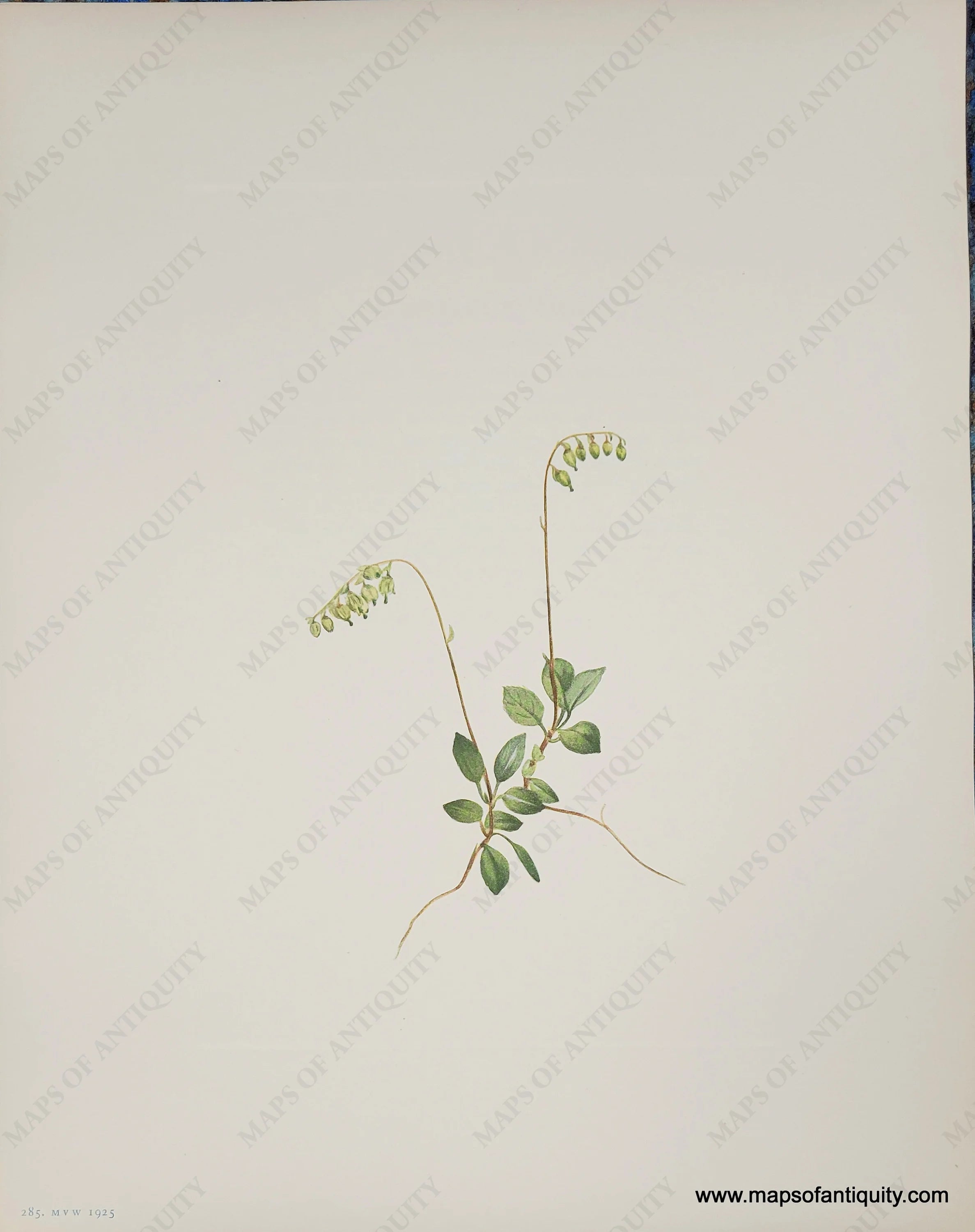 1925 Genuine Antique Botanical Print Sidebells Pyrola – Maps of Antiquity