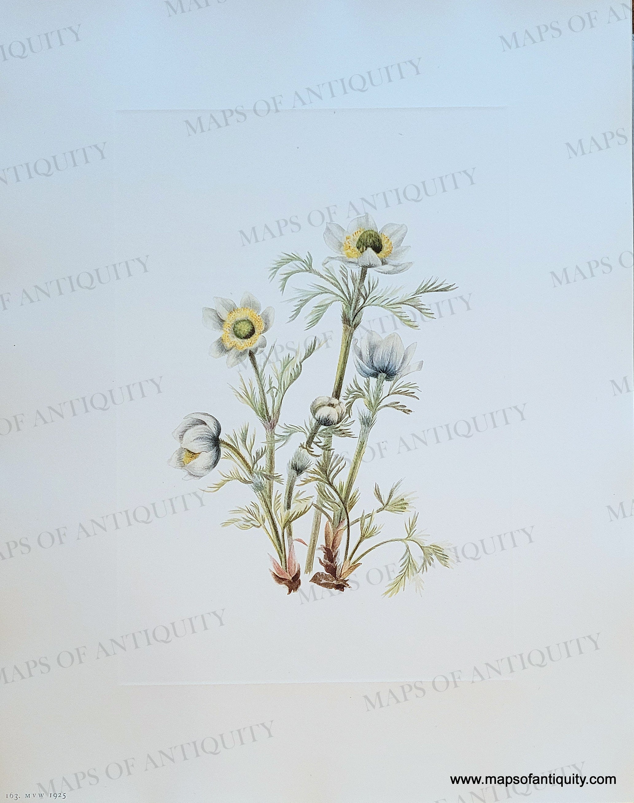 1925 Genuine Antique Botanical Print Plume Anemone (flower ...