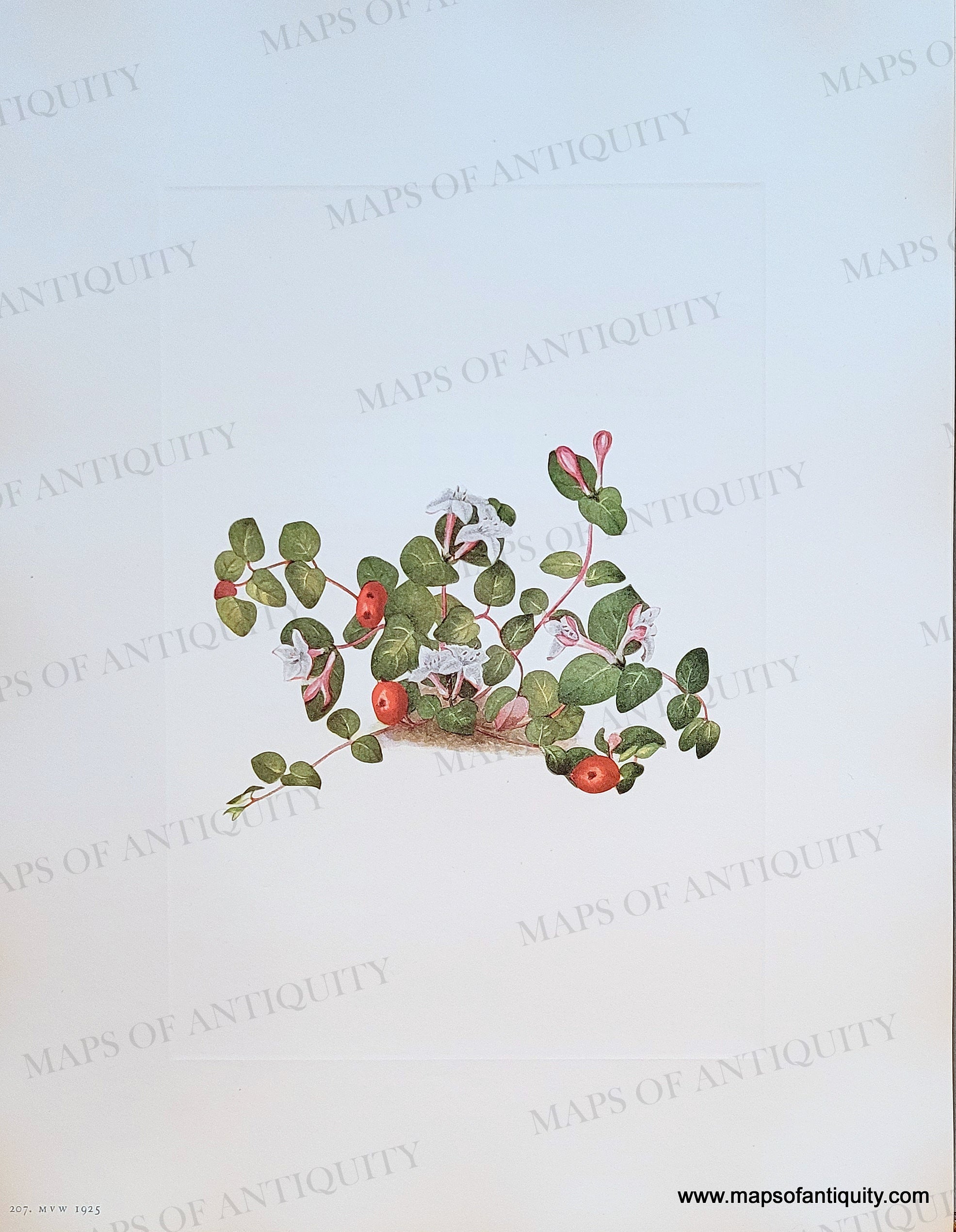 1925 Genuine Antique Botanical Print Partridgeberry - Mitchella repens ...