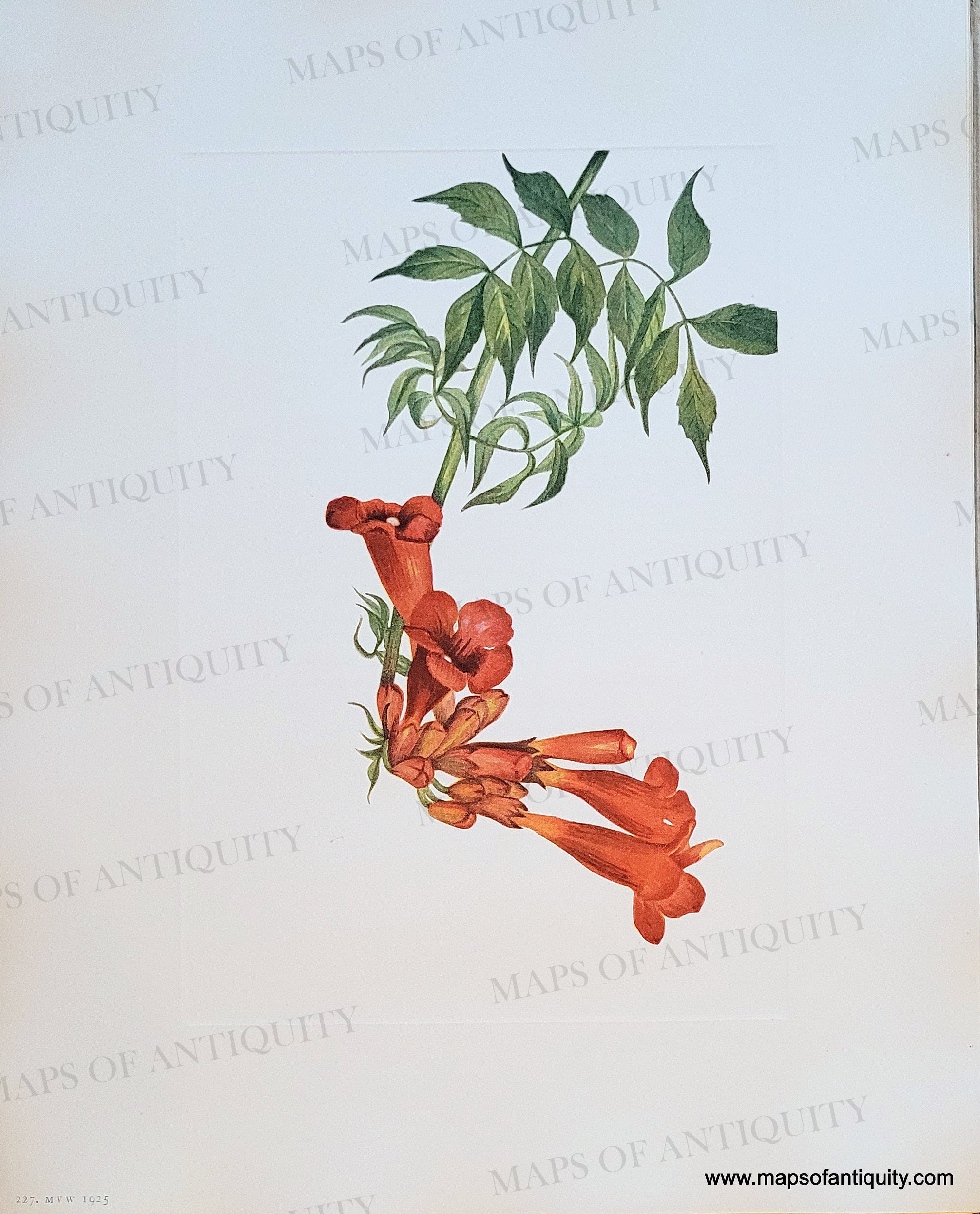 1925 Genuine Antique Botanical Print Trumpetcreeper - Bignonia radicans ...