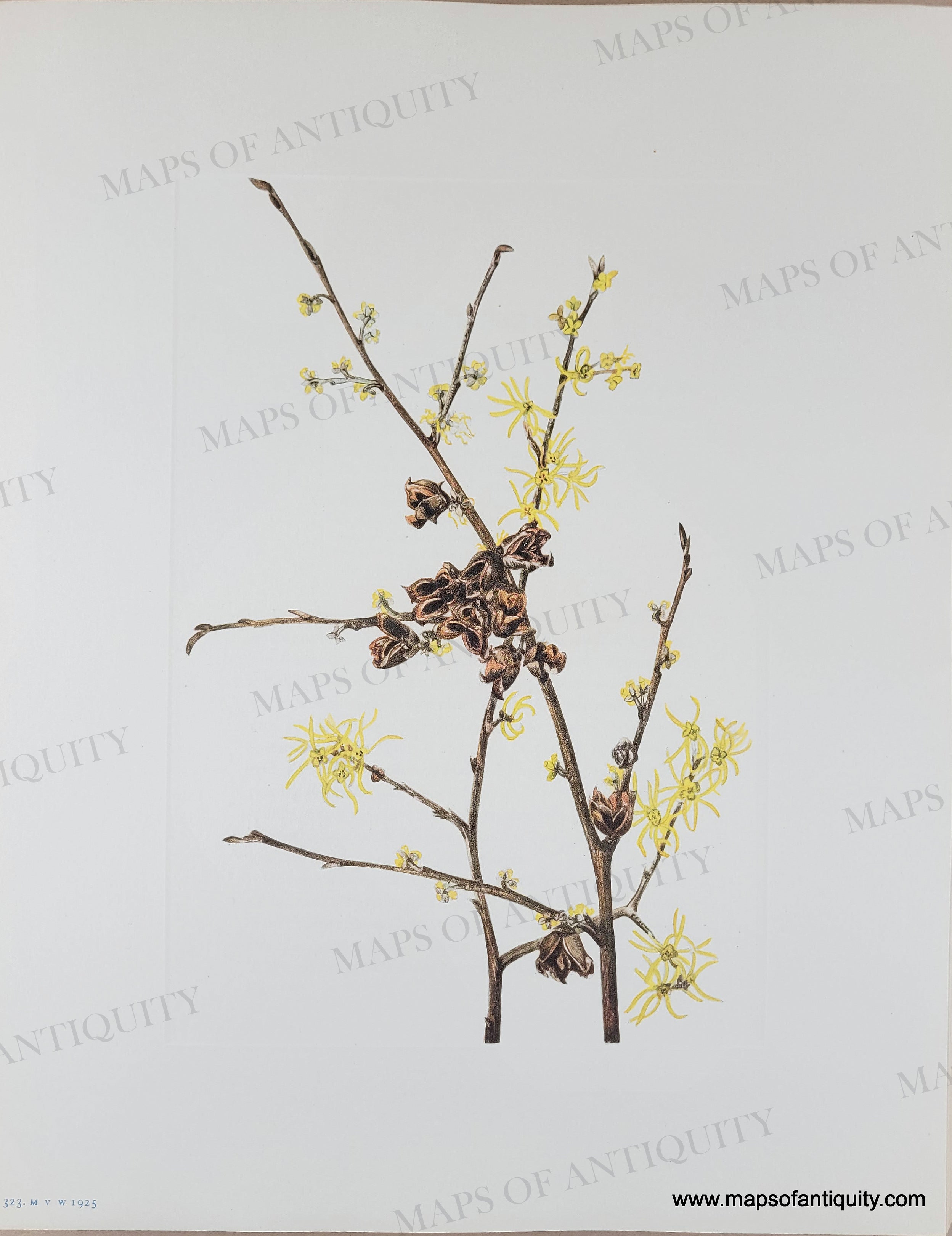 1925 Genuine Antique Botanical Print Witch-hazel. Hamamelis virginiana ...