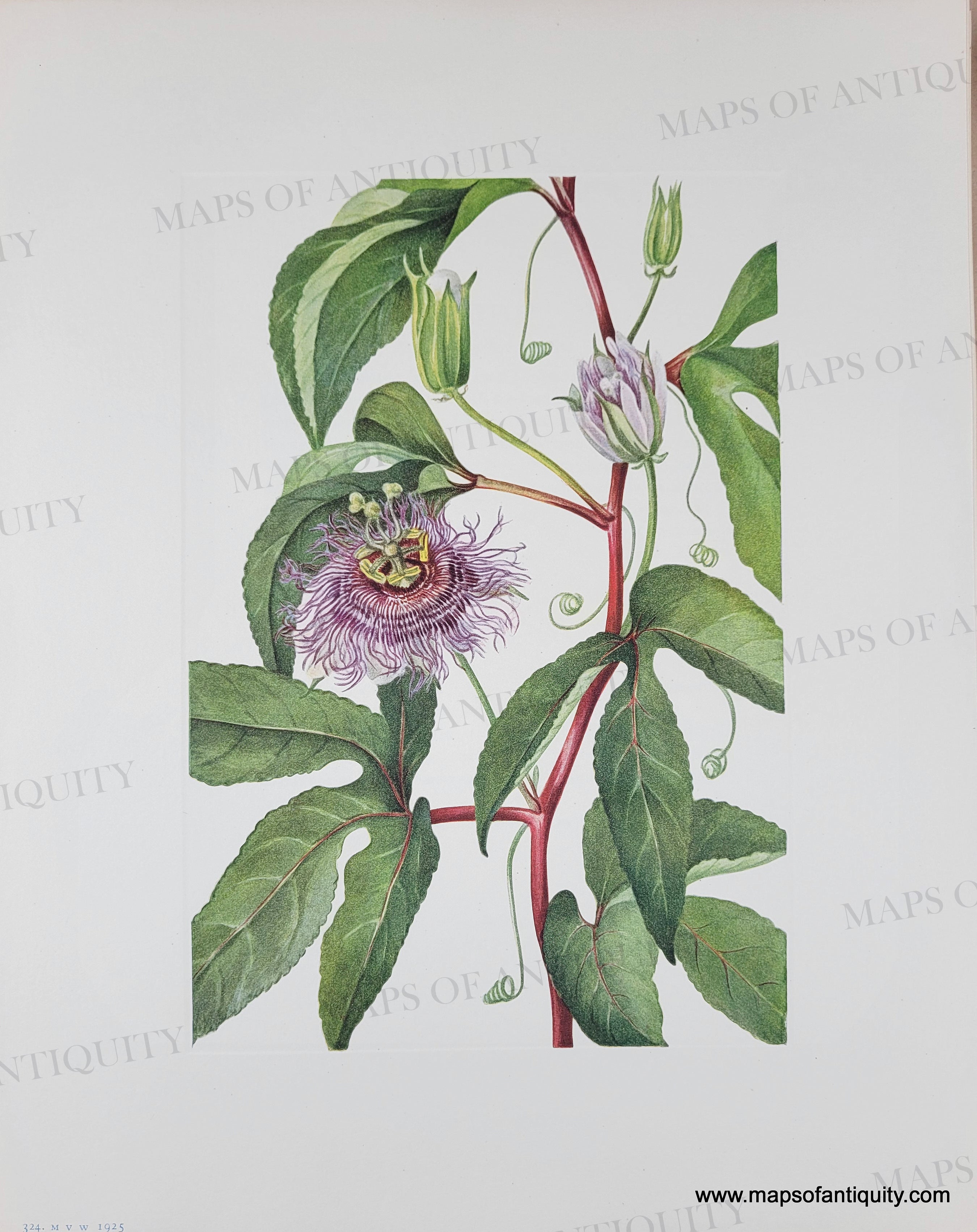 1925 Genuine Antique Botanical Print Maypop. Passiflora incarnata L ...