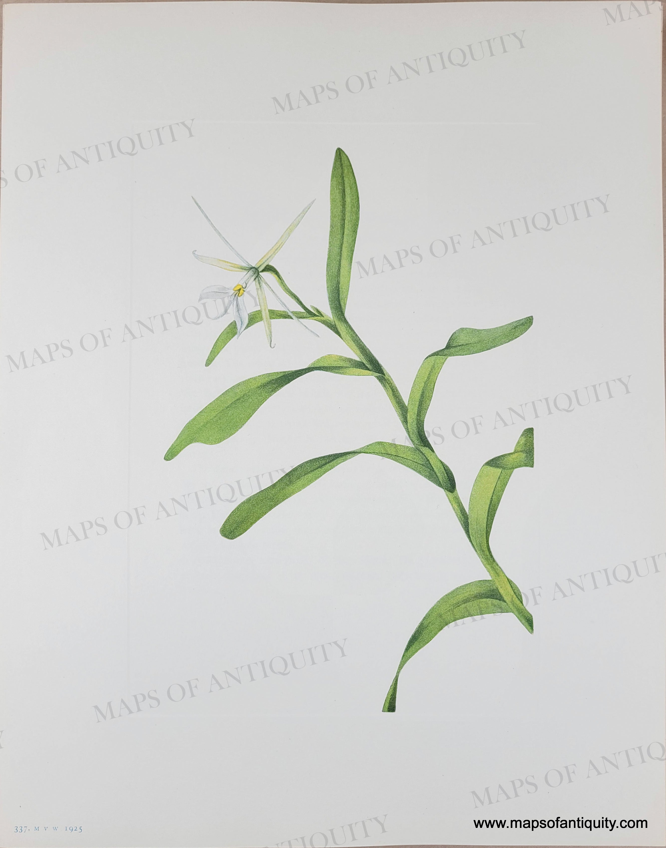 1925 Genuine Antique Botanical Print White Epidendrum. Epidendrum ...