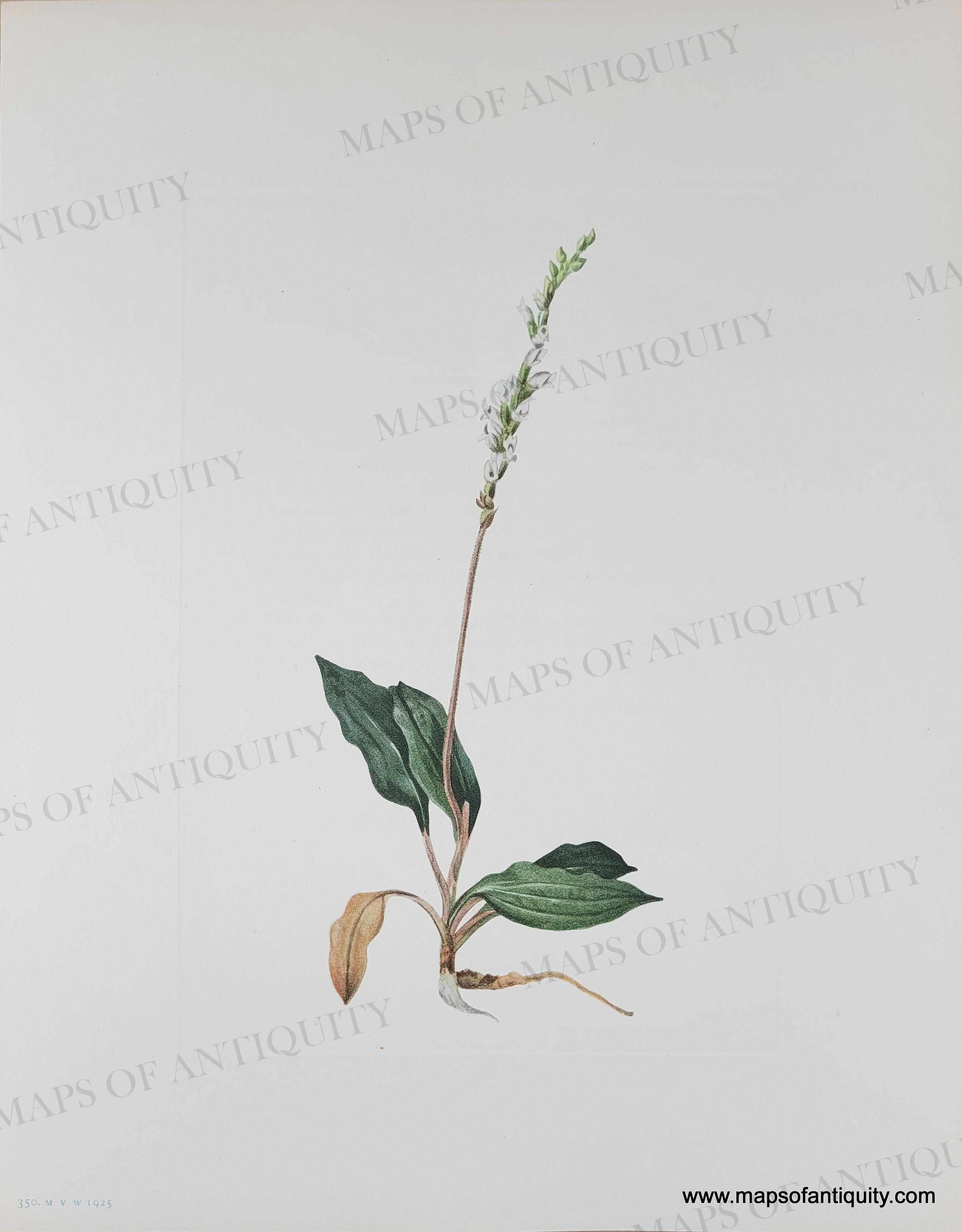 1925 Genuine Antique Botanical Print Western Rattlesnakeplantain ...