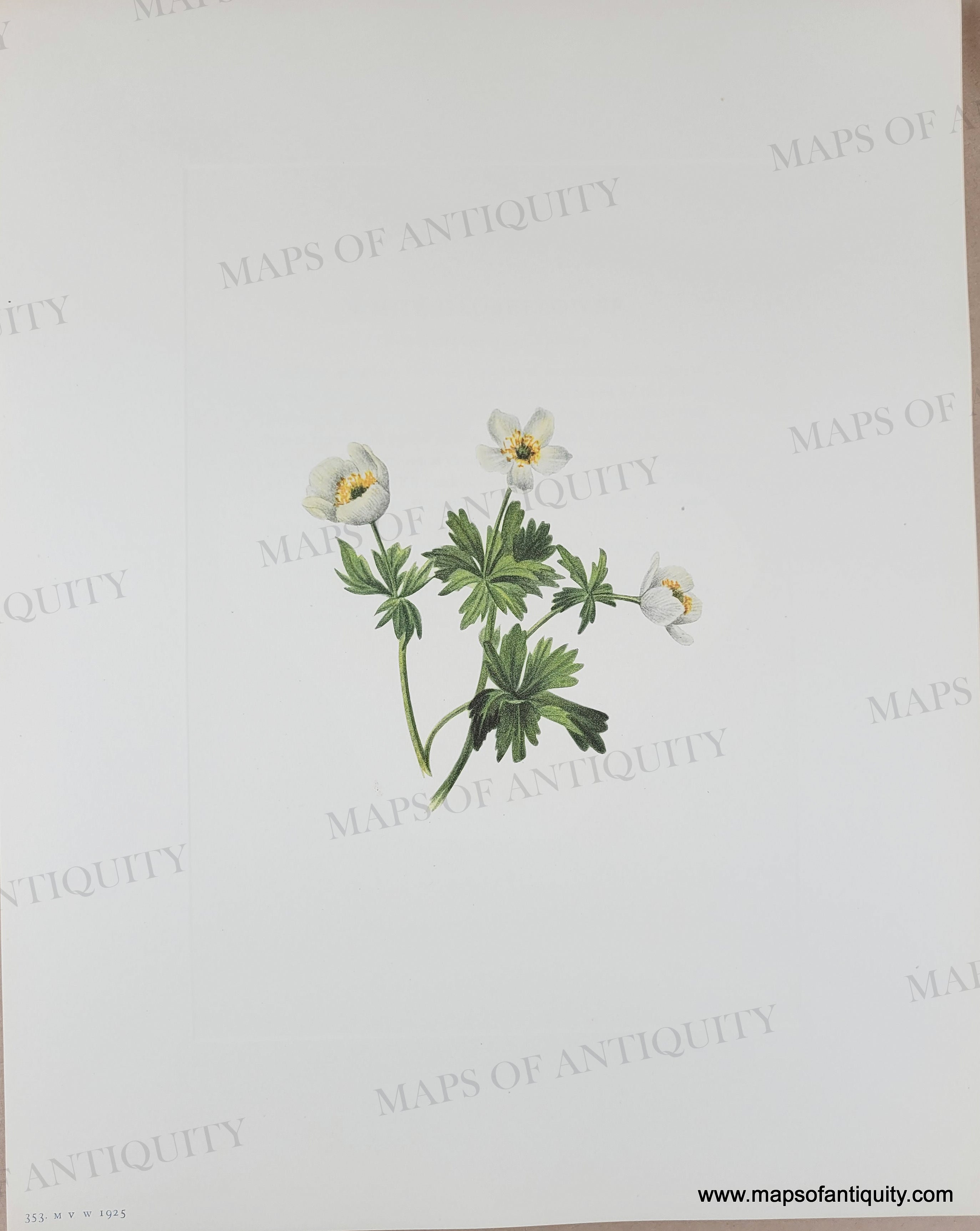 1925 Genuine Antique Botanical Print White Globeflower. Trollius ...