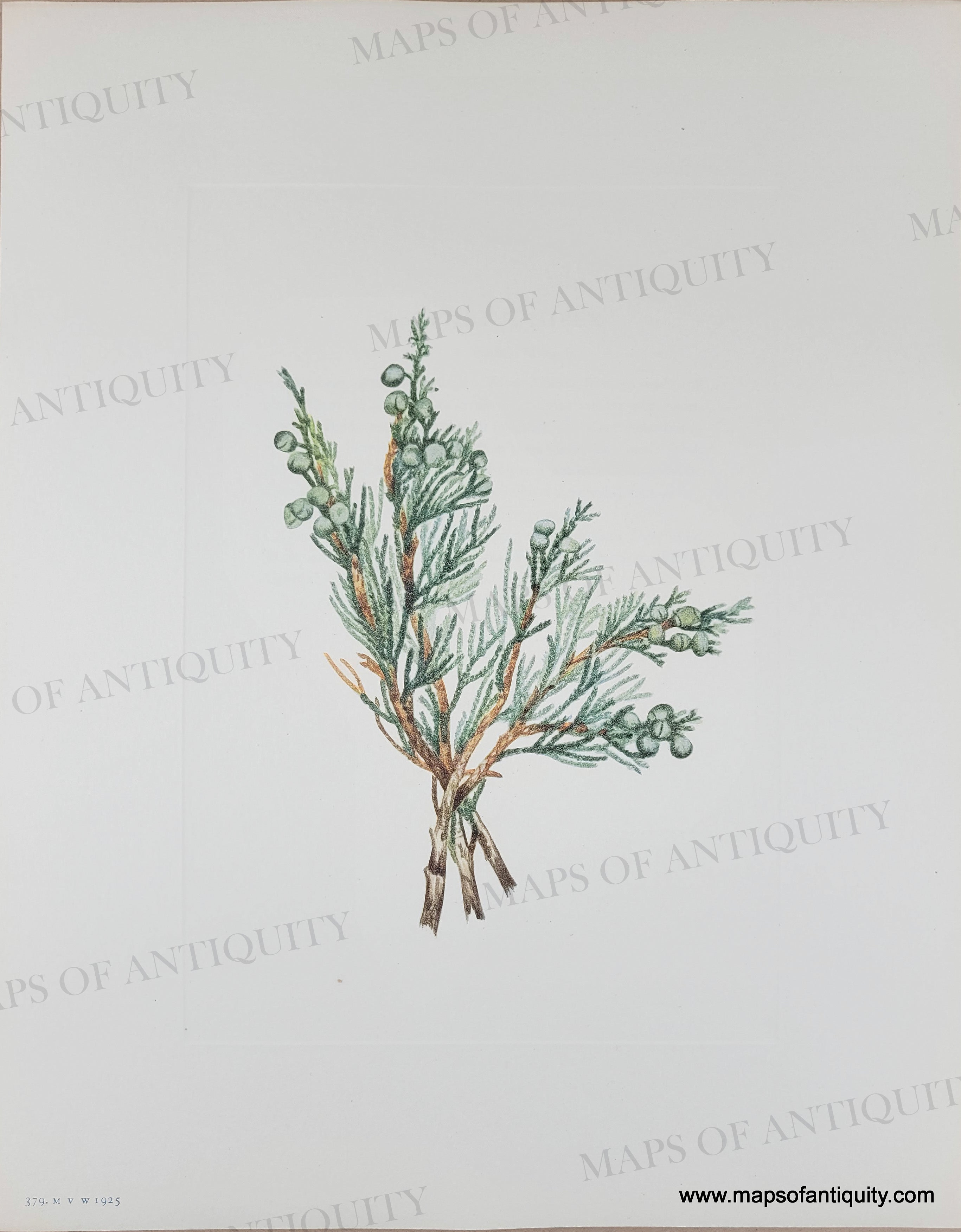 1925 Genuine Antique Botanical Print Creeping Juniper. Juniperus ...