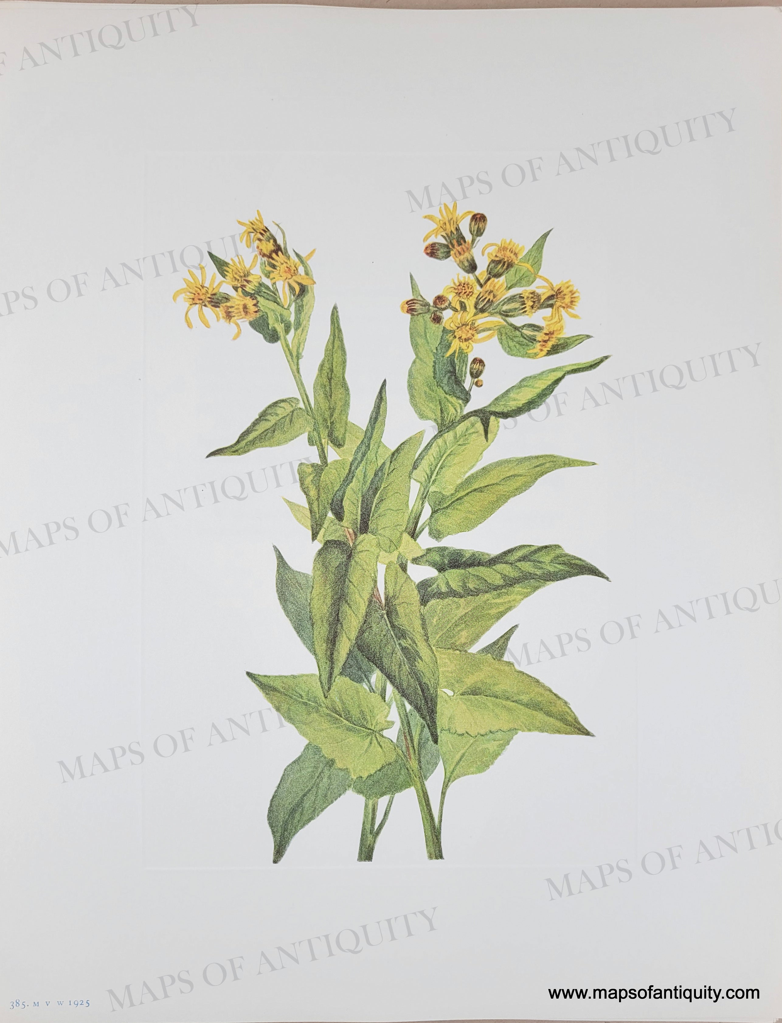 1925 Genuine Antique Botanical Print Arrowleaf Groundsel. Senecia ...