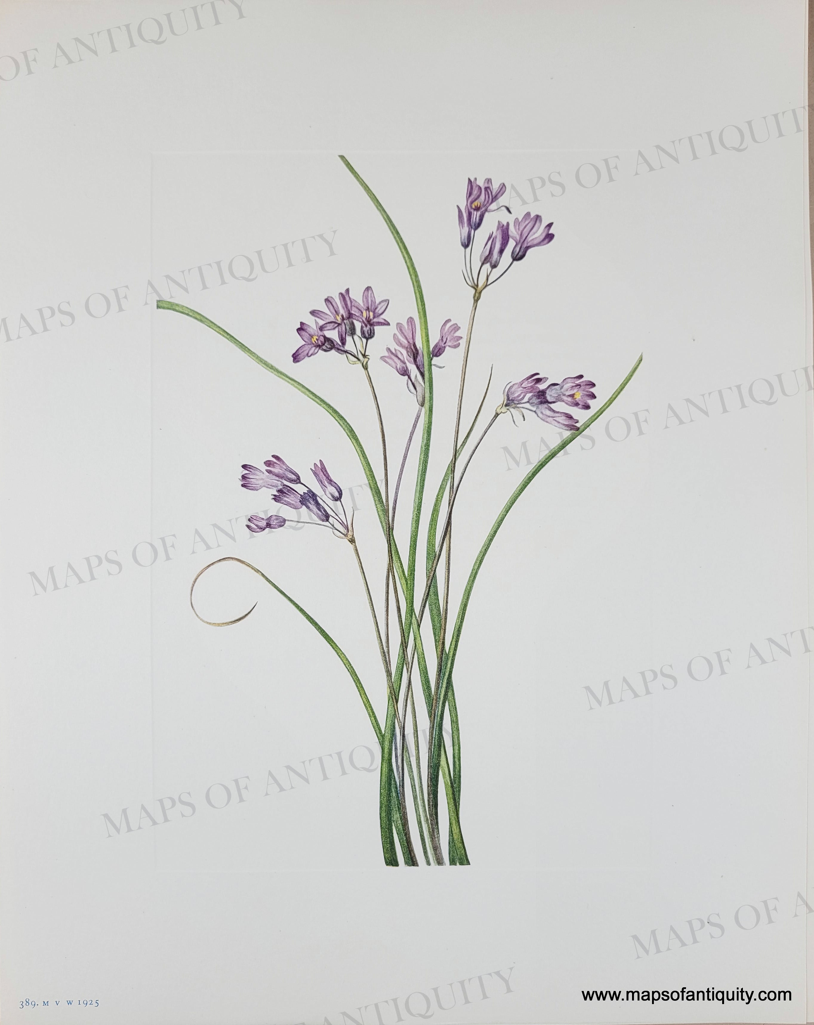 1925 Genuine Antique Botanical Print Clusterlily. Hookera pauciflora ...