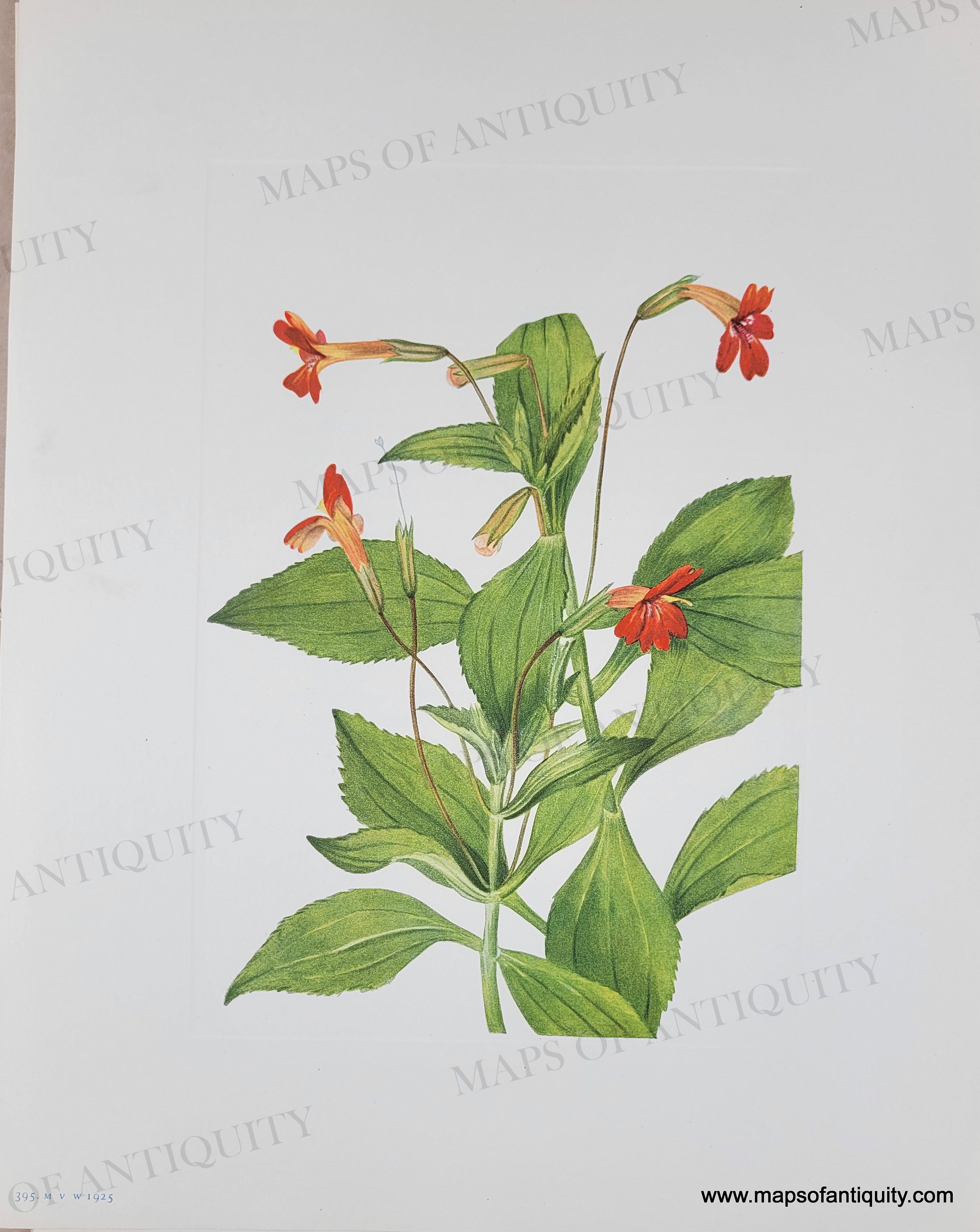 1925 Genuine Antique Botanical Print Cardinal Monkeyflower. Mimulus ...
