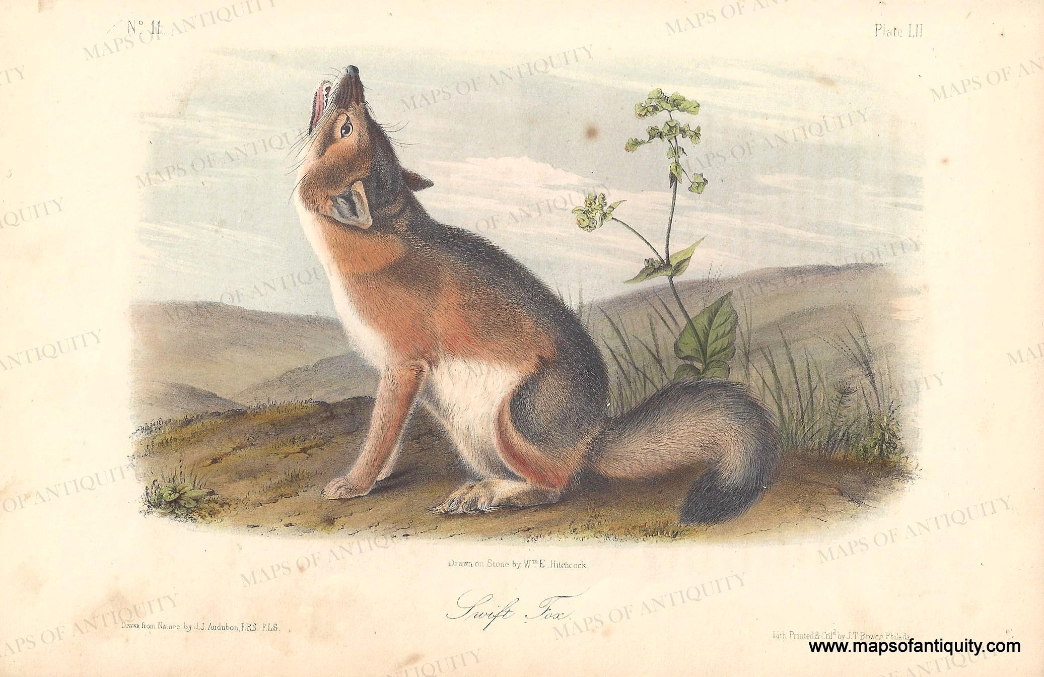 1851 Genuine Antique Print Swift Fox – Maps of Antiquity