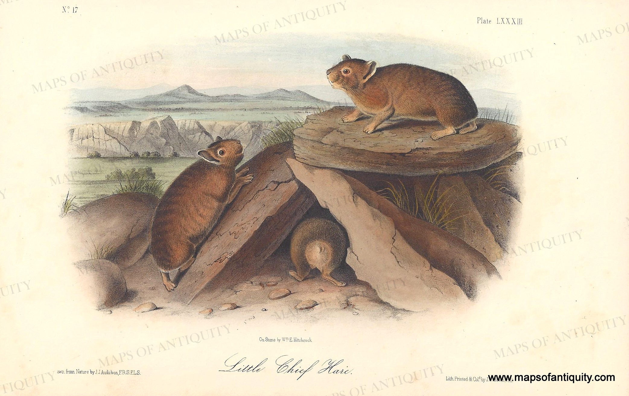 1851 Genuine Antique Print Little Chief Hare – Maps of Antiquity