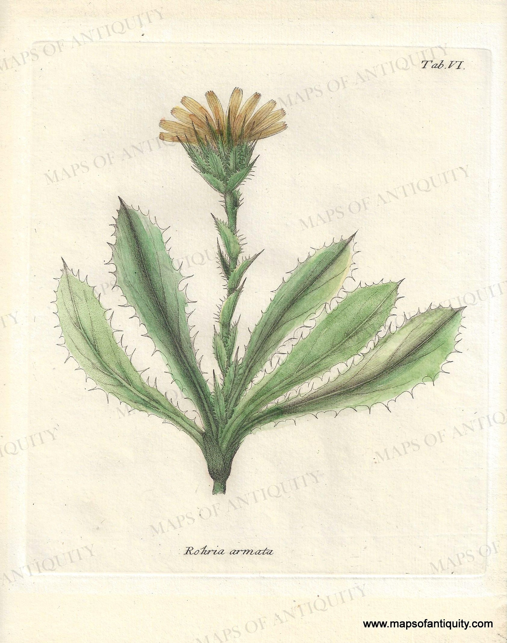 1790s Genuine Antique Print Rohria armata - Grootdissel (Great Thistle ...