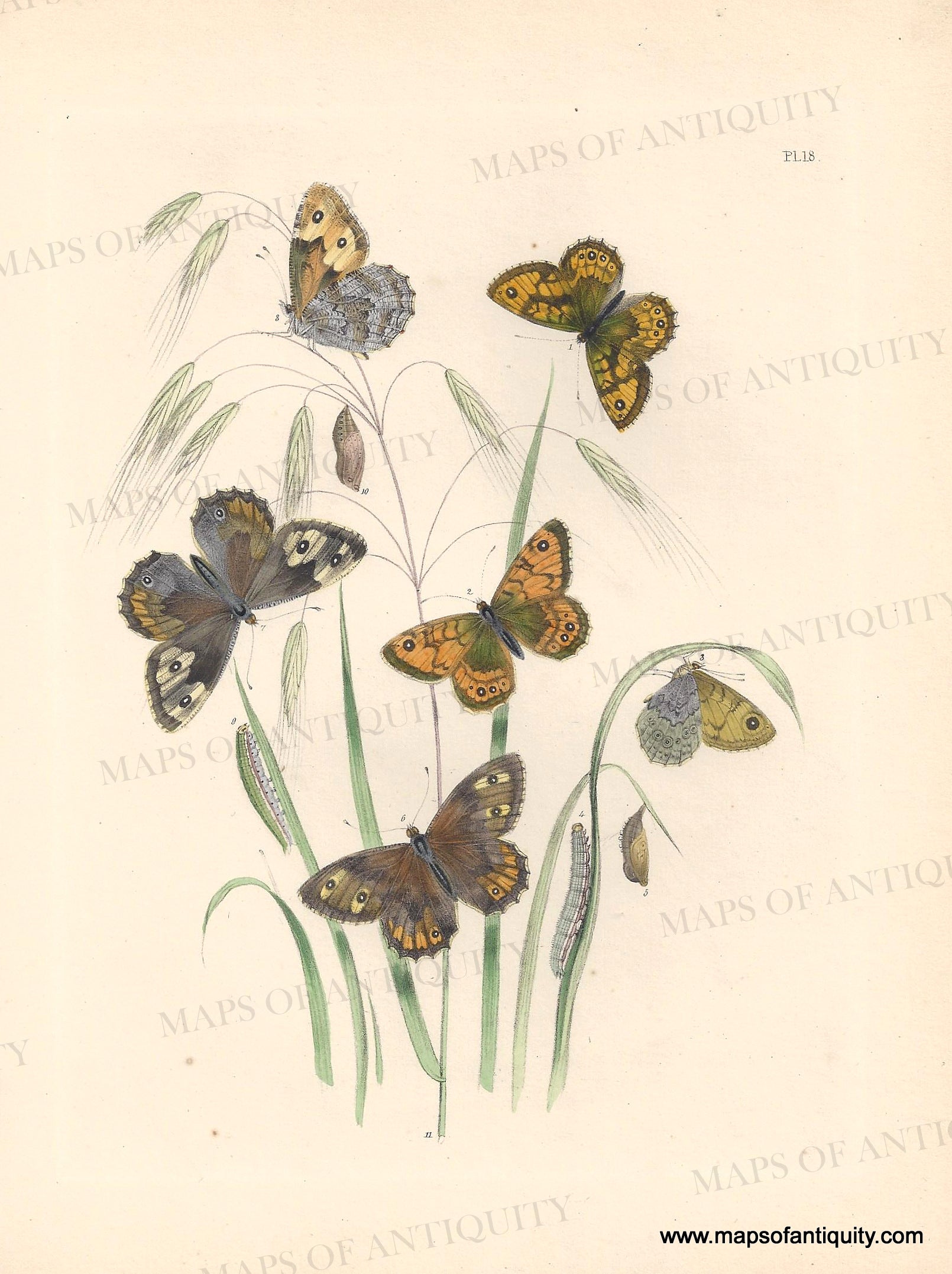 1841 Genuine Antique Print Butterflies Pl. 18 – Maps of Antiquity