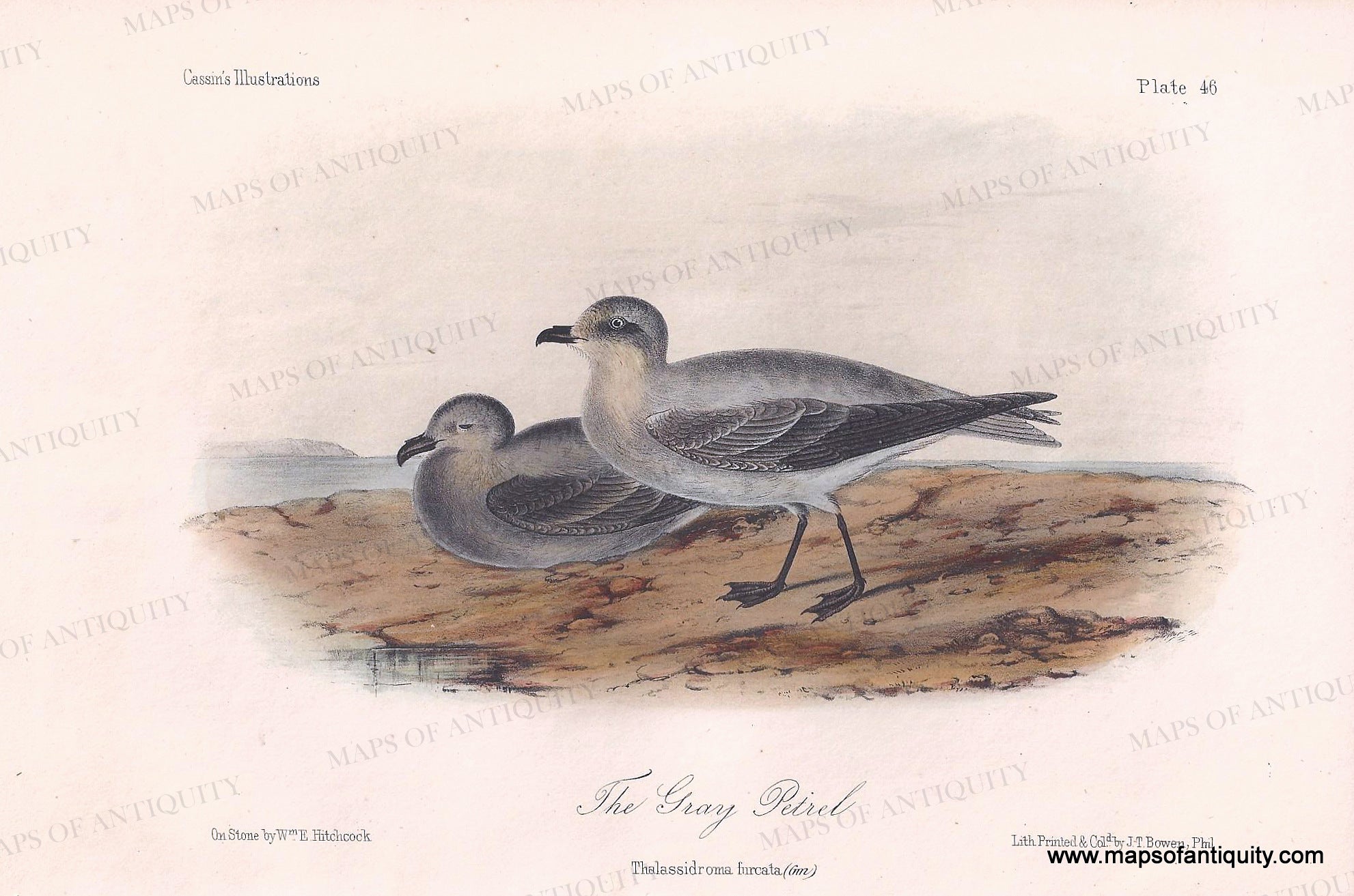 1856 Genuine Antique Print The Gray Petrel – Maps of Antiquity