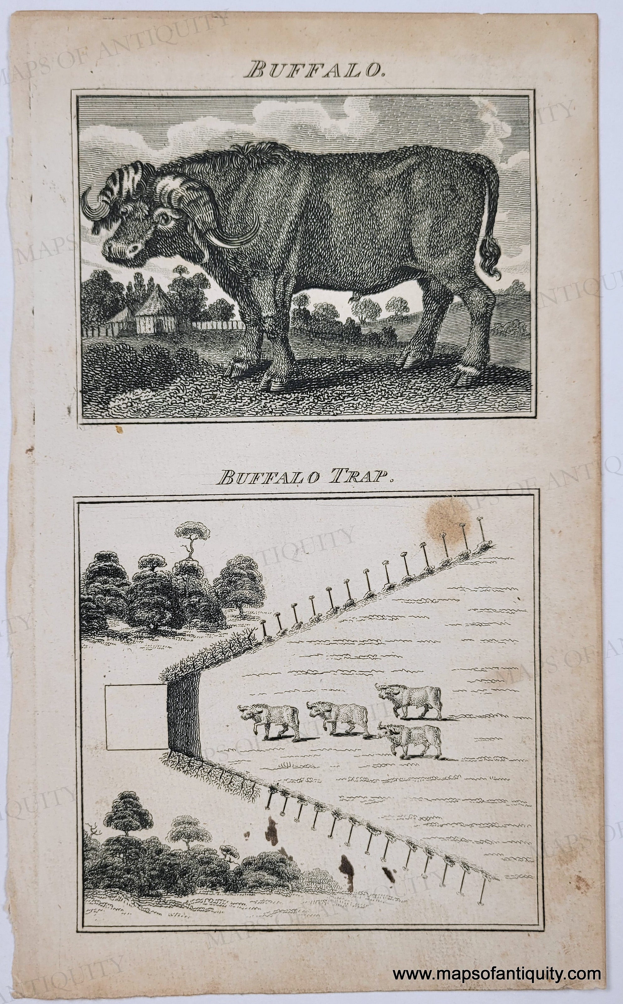 1794 - Buffalo, Buffalo Trap - Genuine Antique Print – Maps of Antiquity
