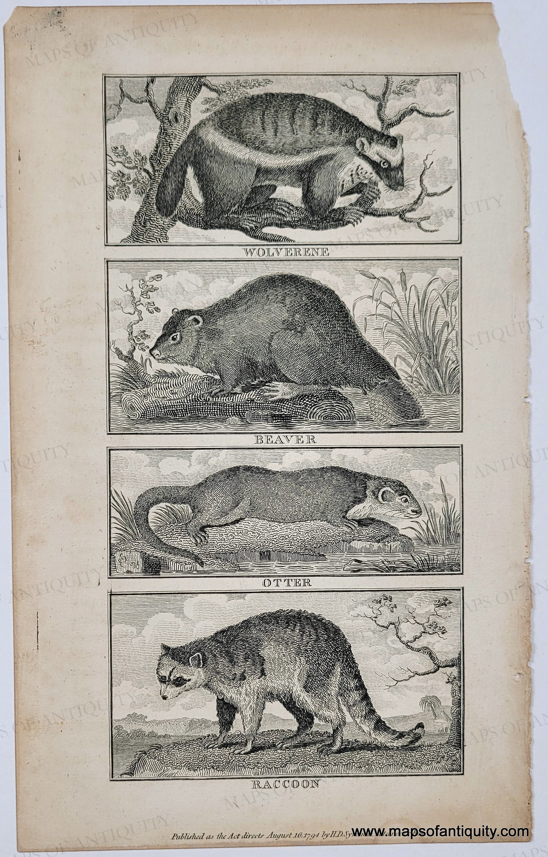 1794 - Wolverine, Beaver, Otter, Raccoon - Genuine Antique Print – Maps ...