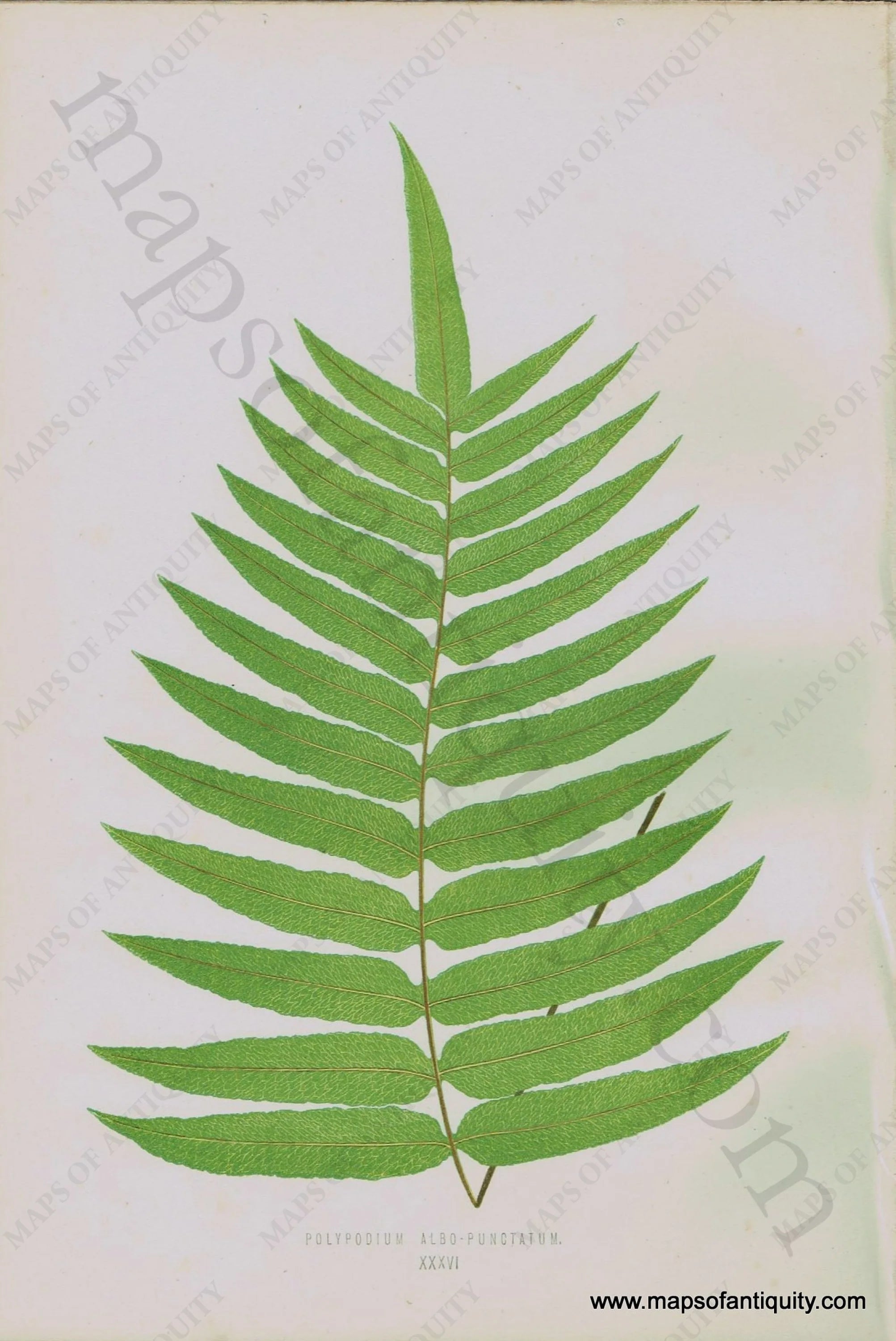 1861-1864 - Fern - Polypodium albo-punctatum - Antique Print – Maps of ...