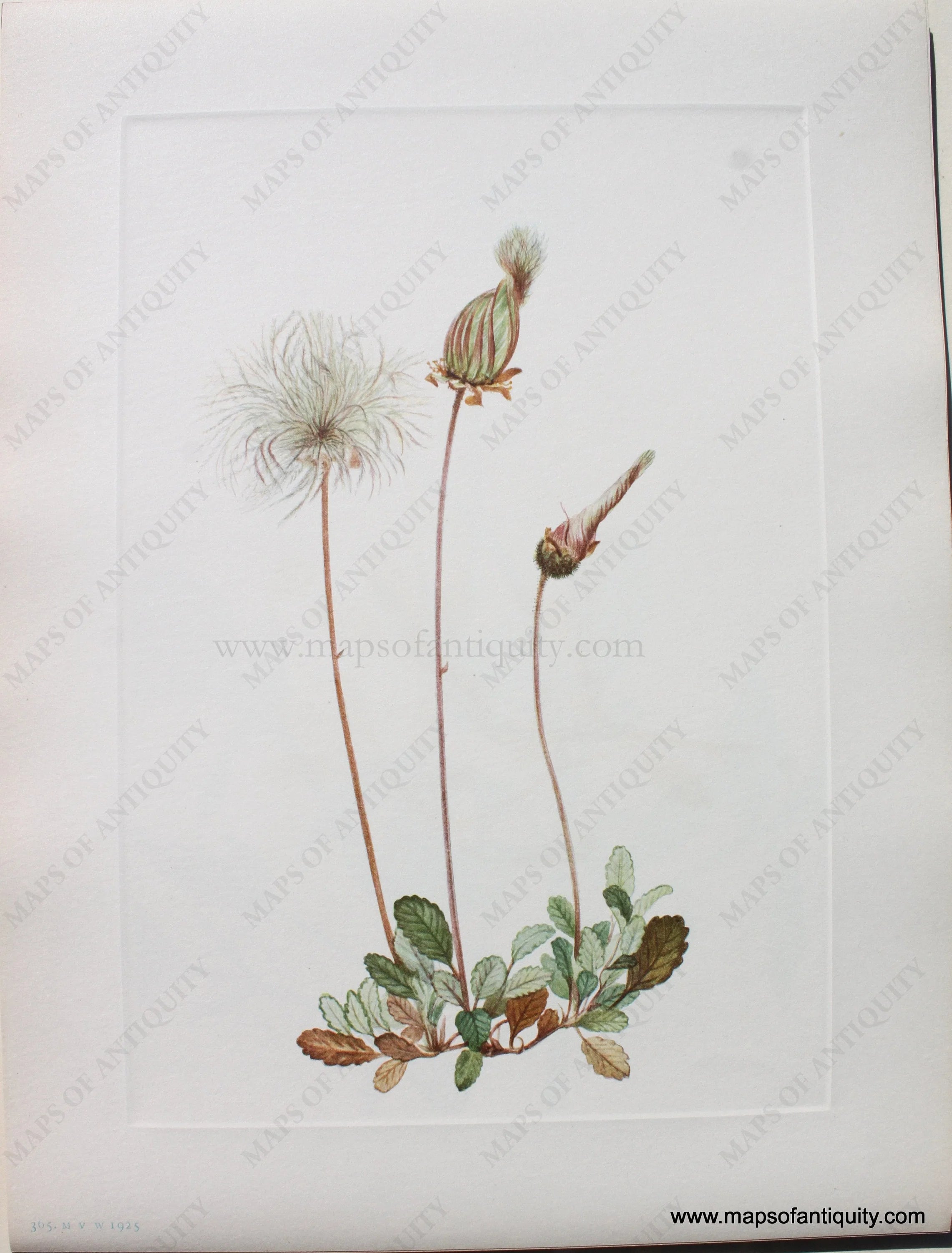 1925 - Yellow Dryad (fruit) - Antique Print – Maps of Antiquity