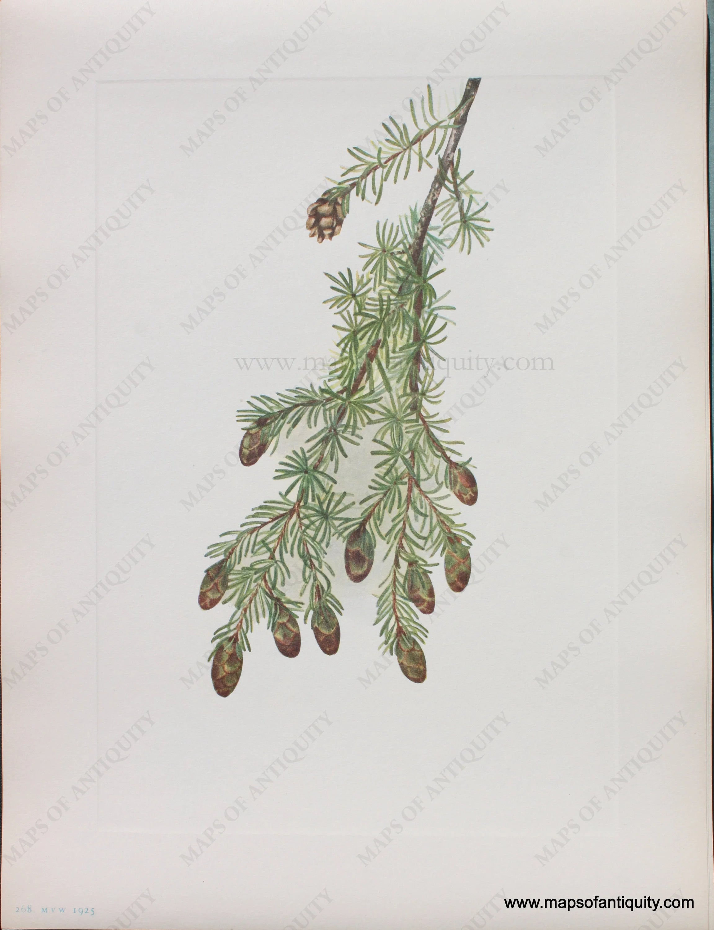 1925 - Western Hemlock - Antique Print – Maps of Antiquity