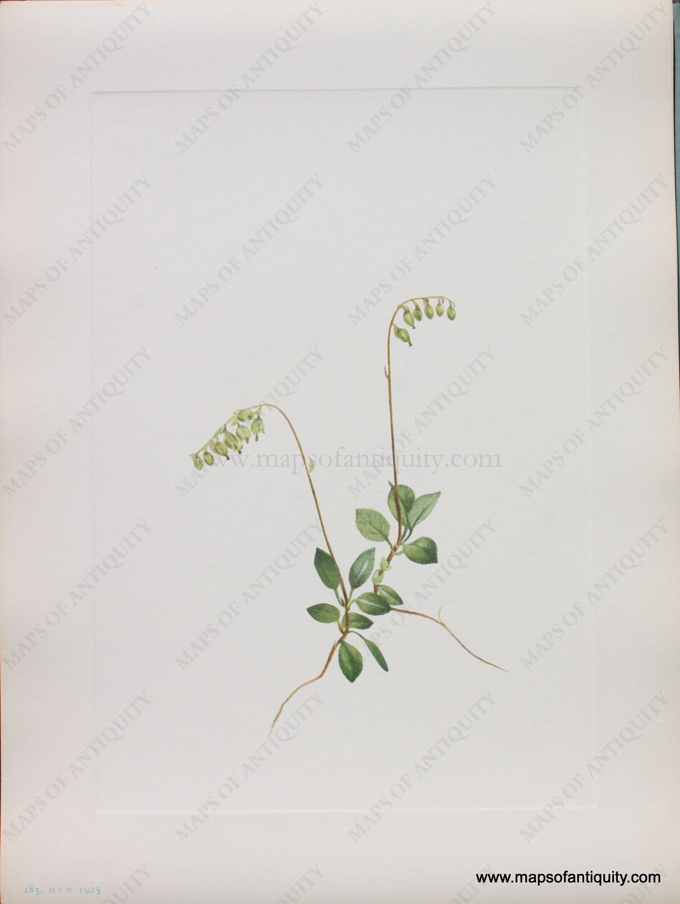1925 - Sidebells Pyrola - Antique Print – Maps of Antiquity