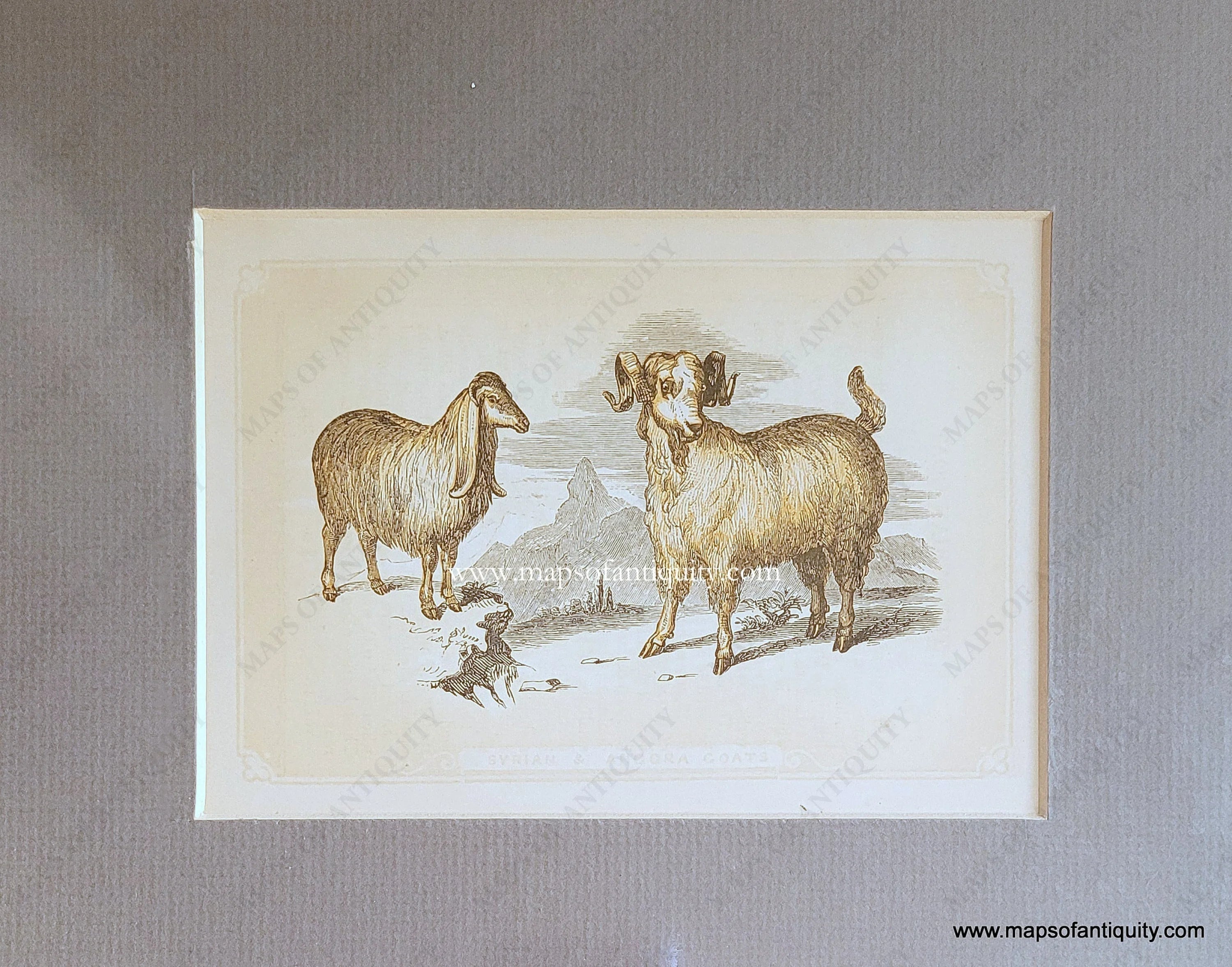 1850s - Syrian & Angora Goats - Antique Print – Maps of Antiquity
