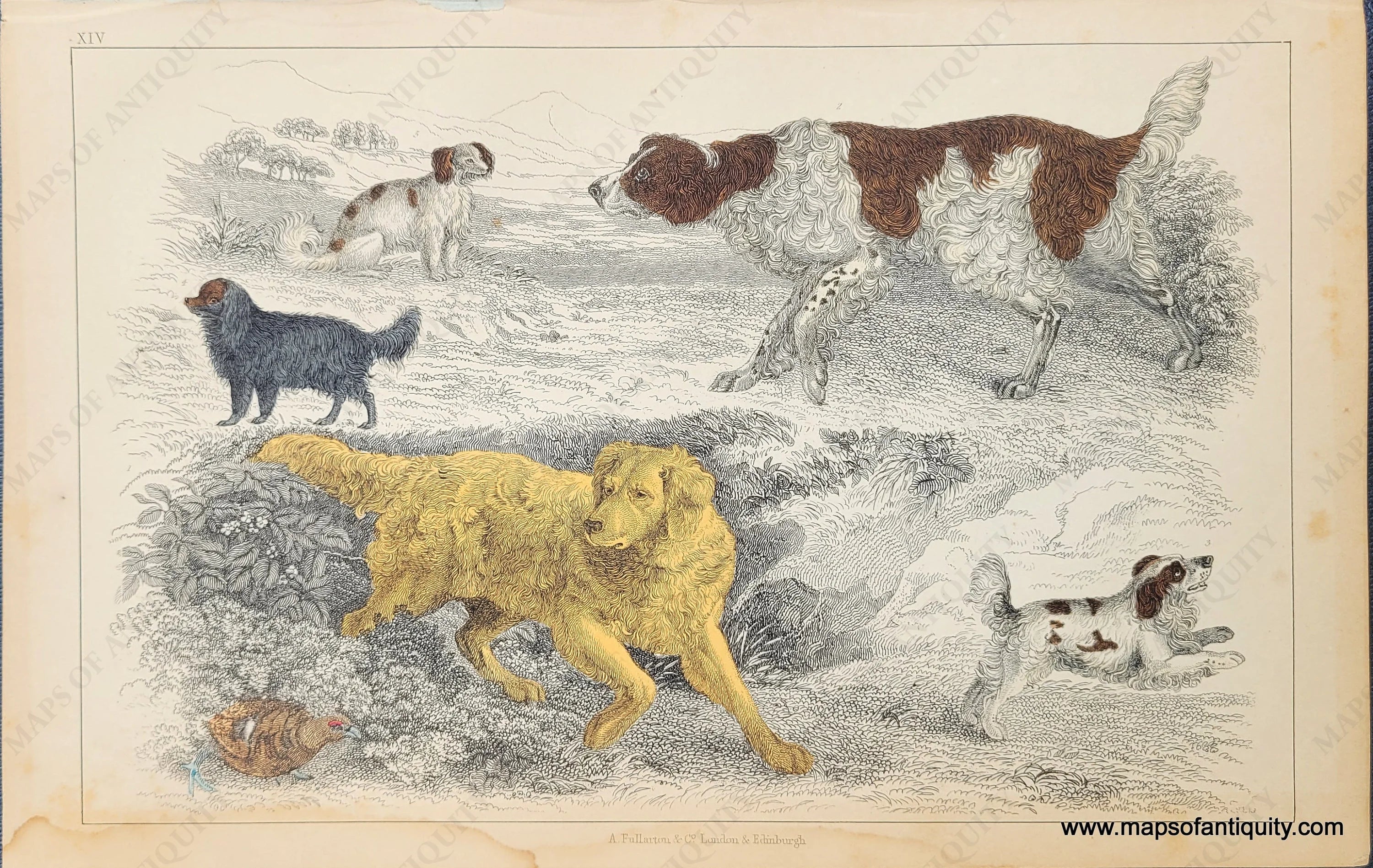 1850 - Dogs - English Setter - Old English Setter - Cocker - King Char ...