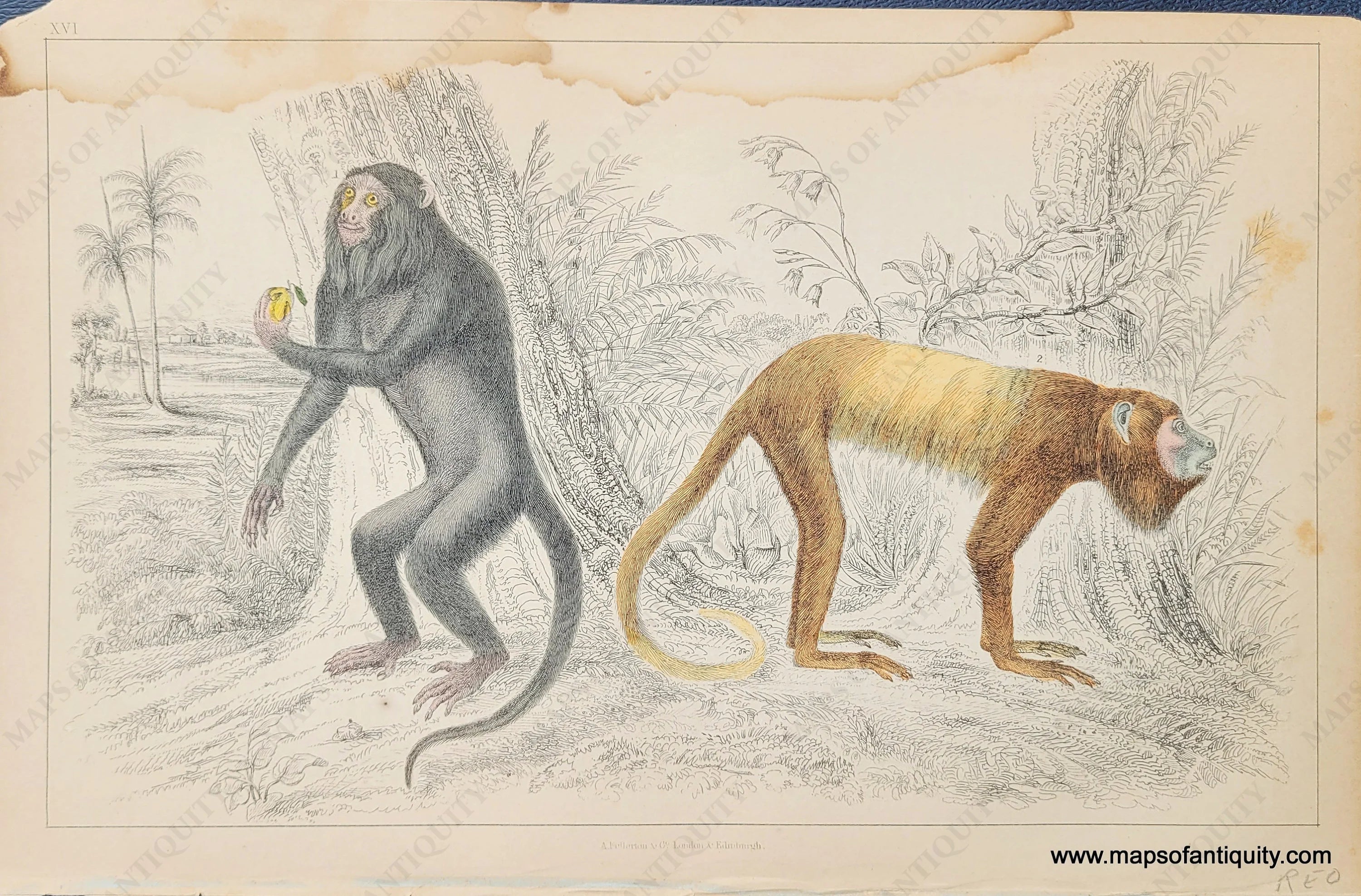 1850 - Monkeys - Antique Print – Maps of Antiquity