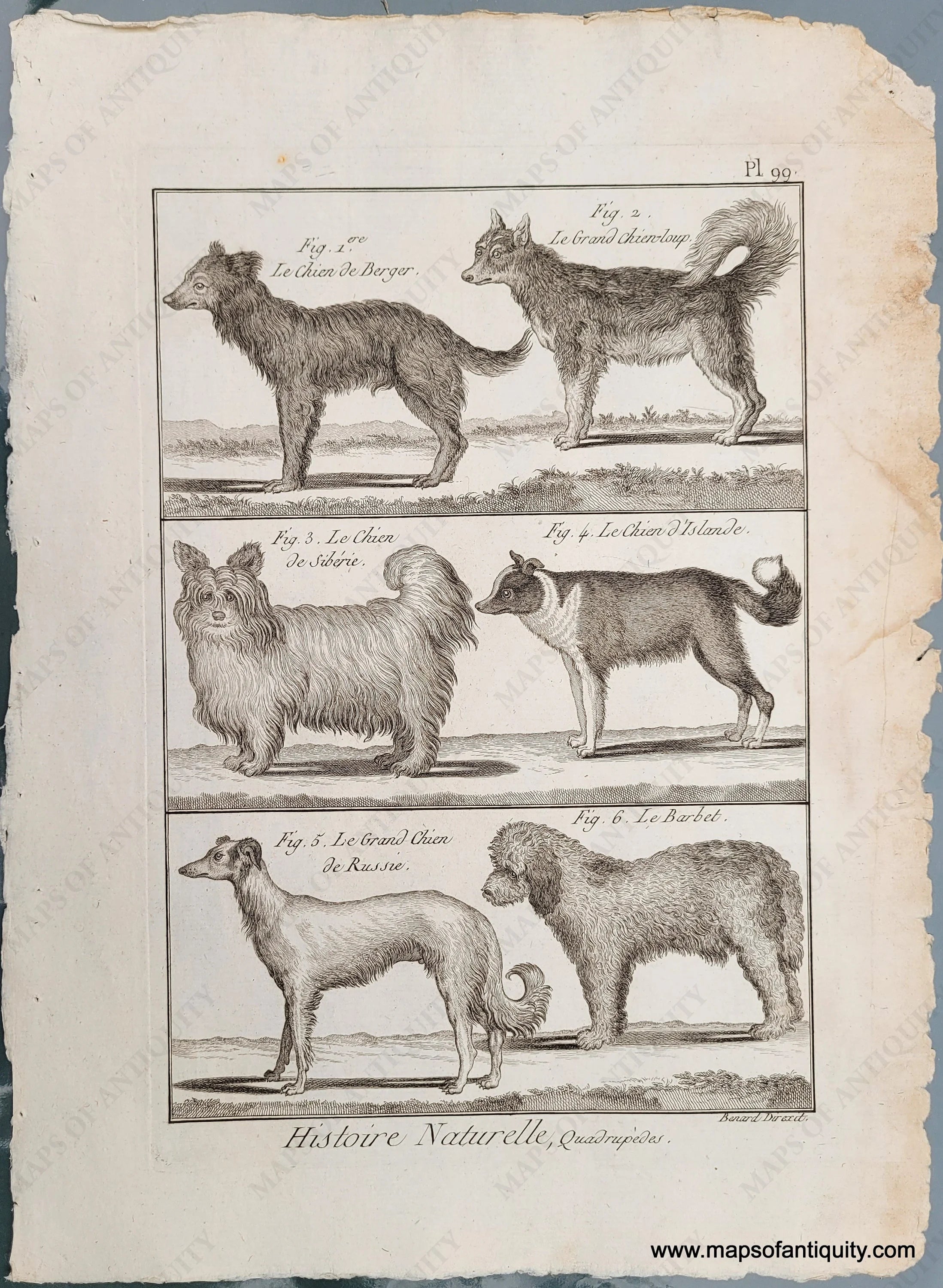 1800 - Antique Dog Print - Antique Print – Maps of Antiquity