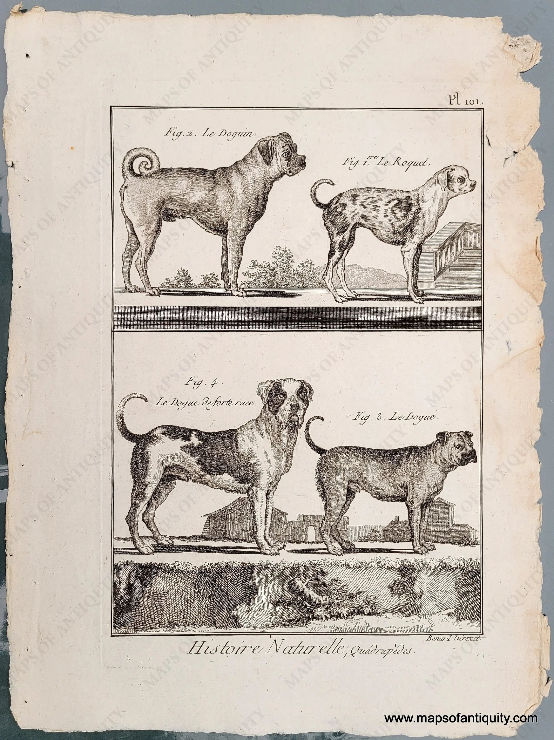 1800 - Antique Dog Print - Antique Print – Maps of Antiquity