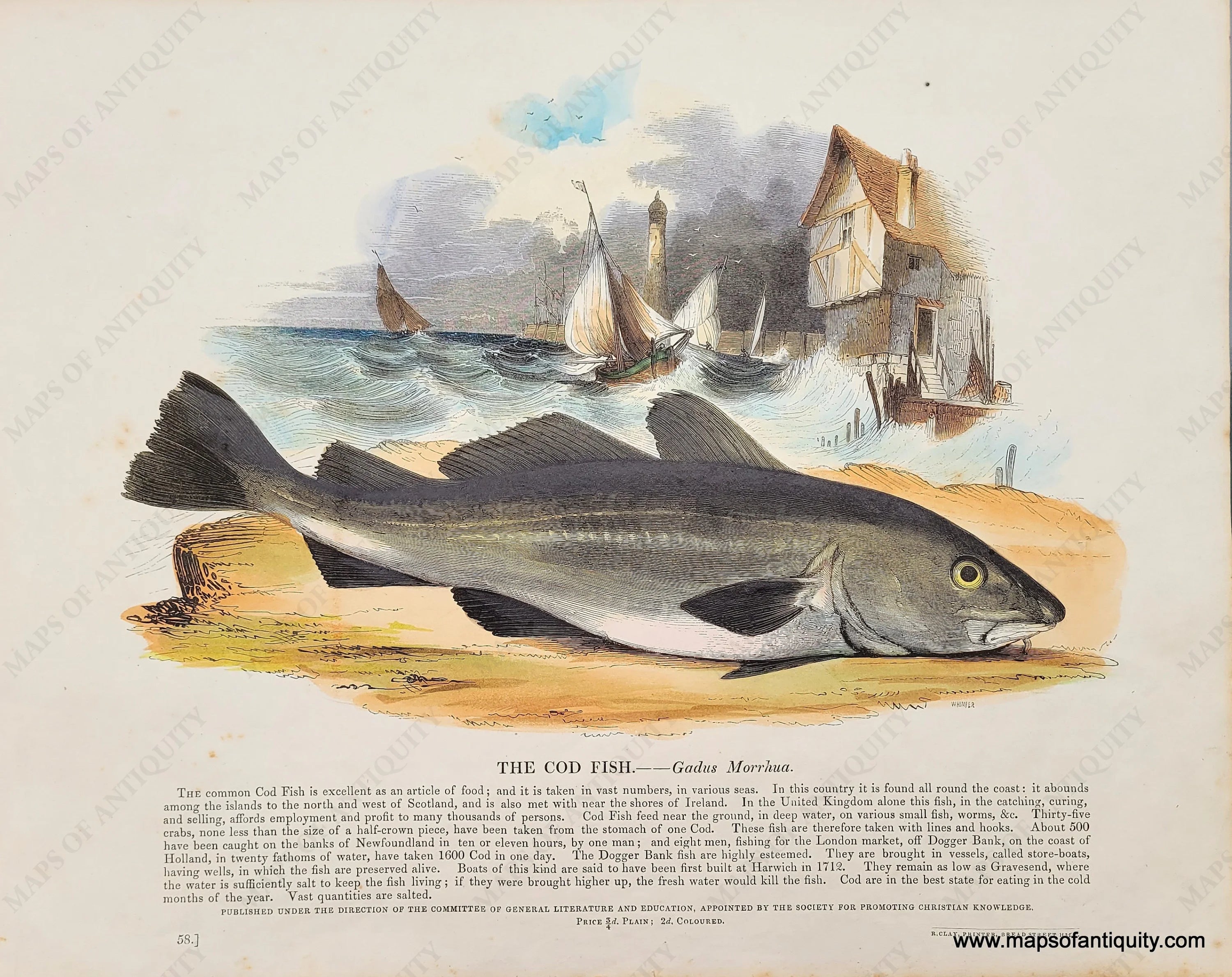1845 - The Cod Fish - Antique Print – Maps of Antiquity