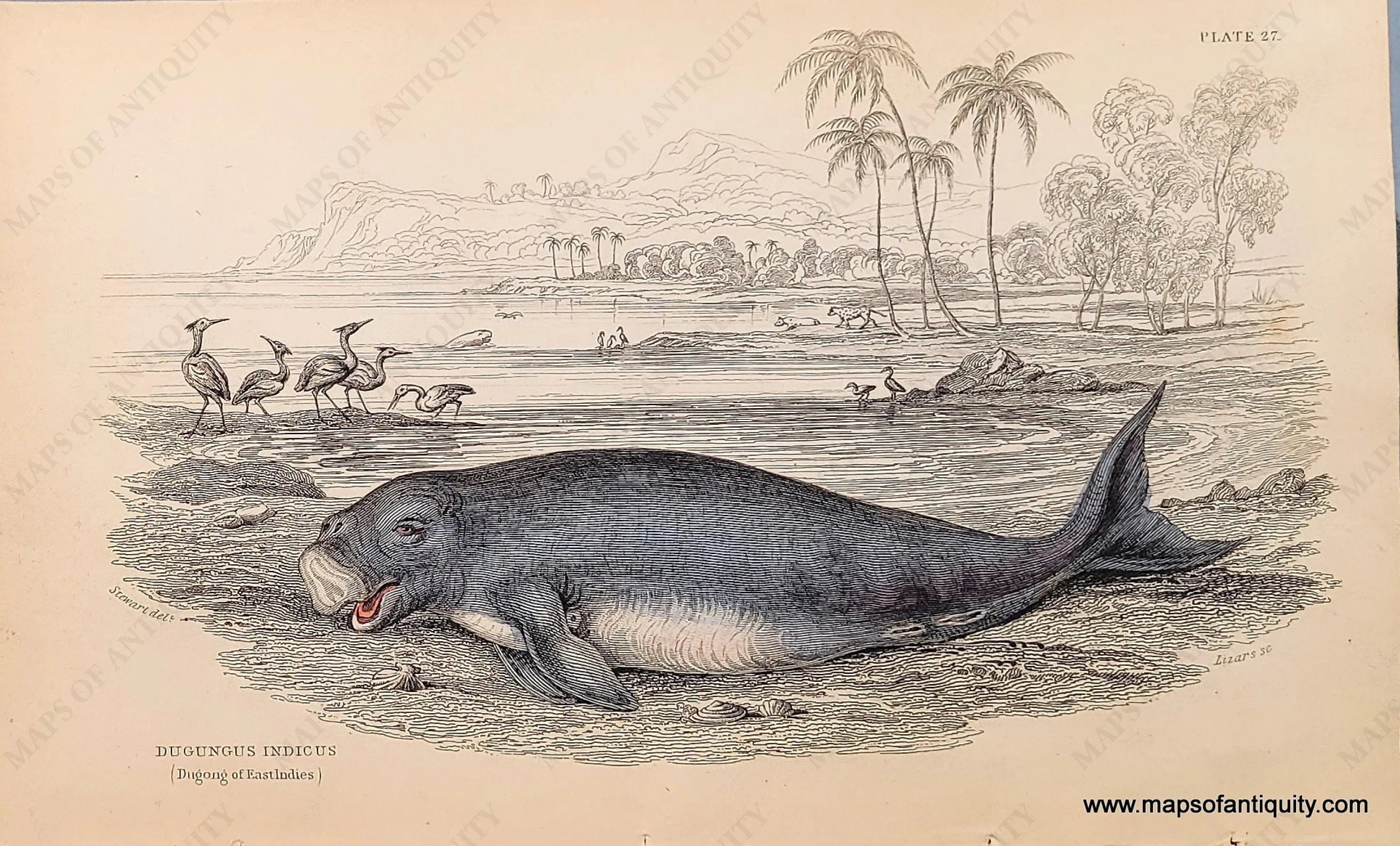 c. 1840 - Plate 27 - Dugungus Indicus (Dugong of East Indies) - Antiqu ...